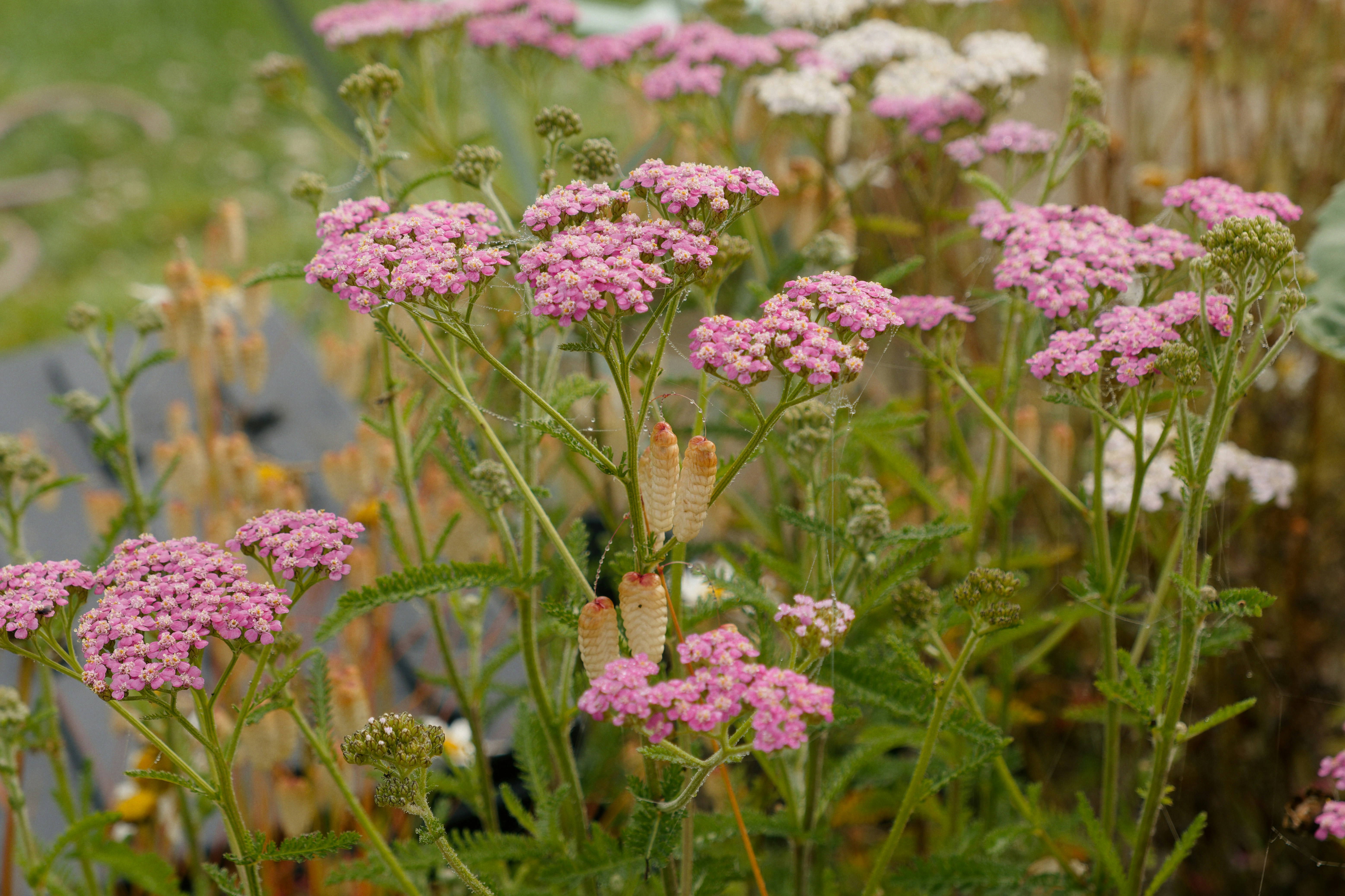 Pink Queen: Yarrow Flowers Framed by Insect-Guarded Stems