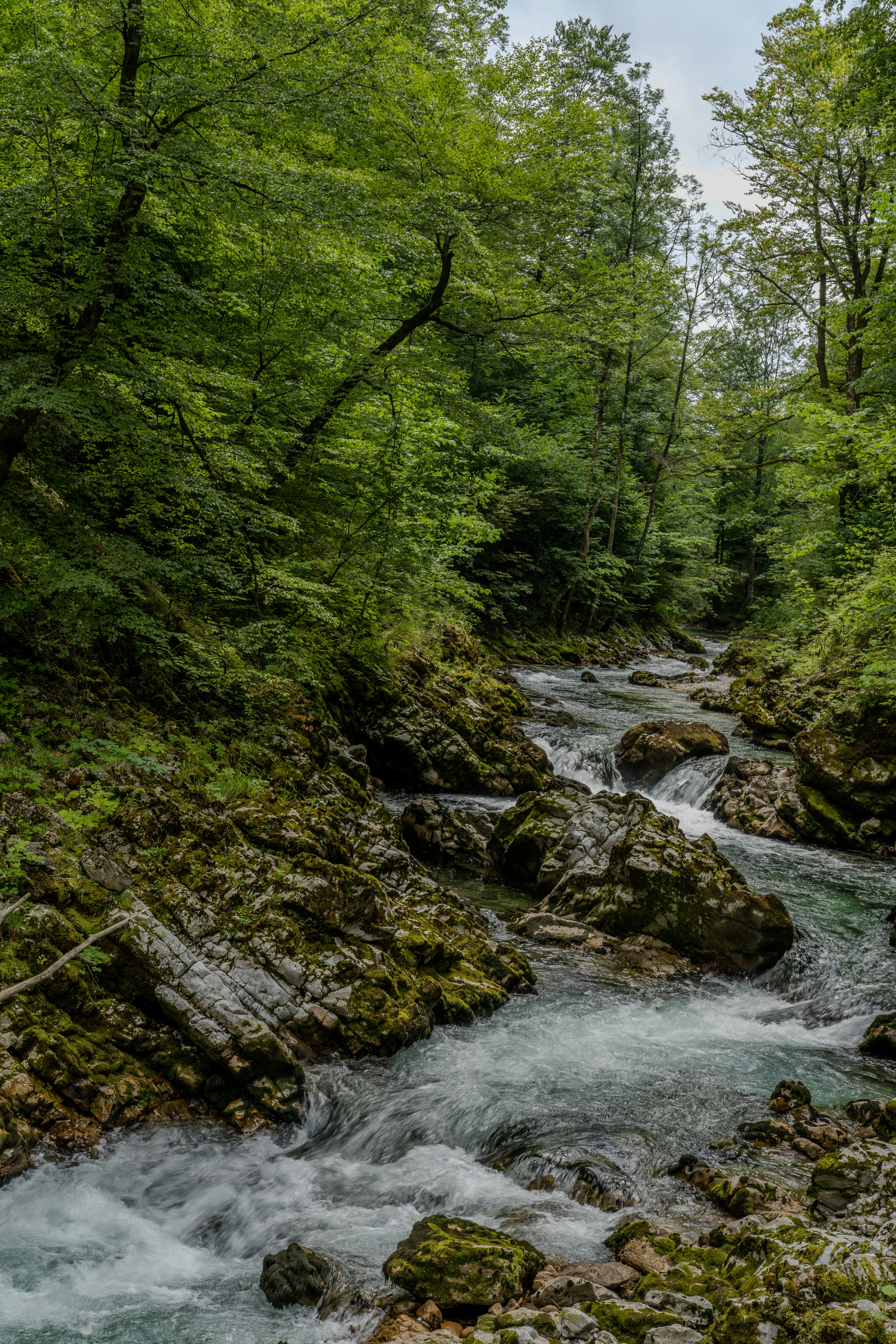 Rapid river winding through a lush green forest gorge.