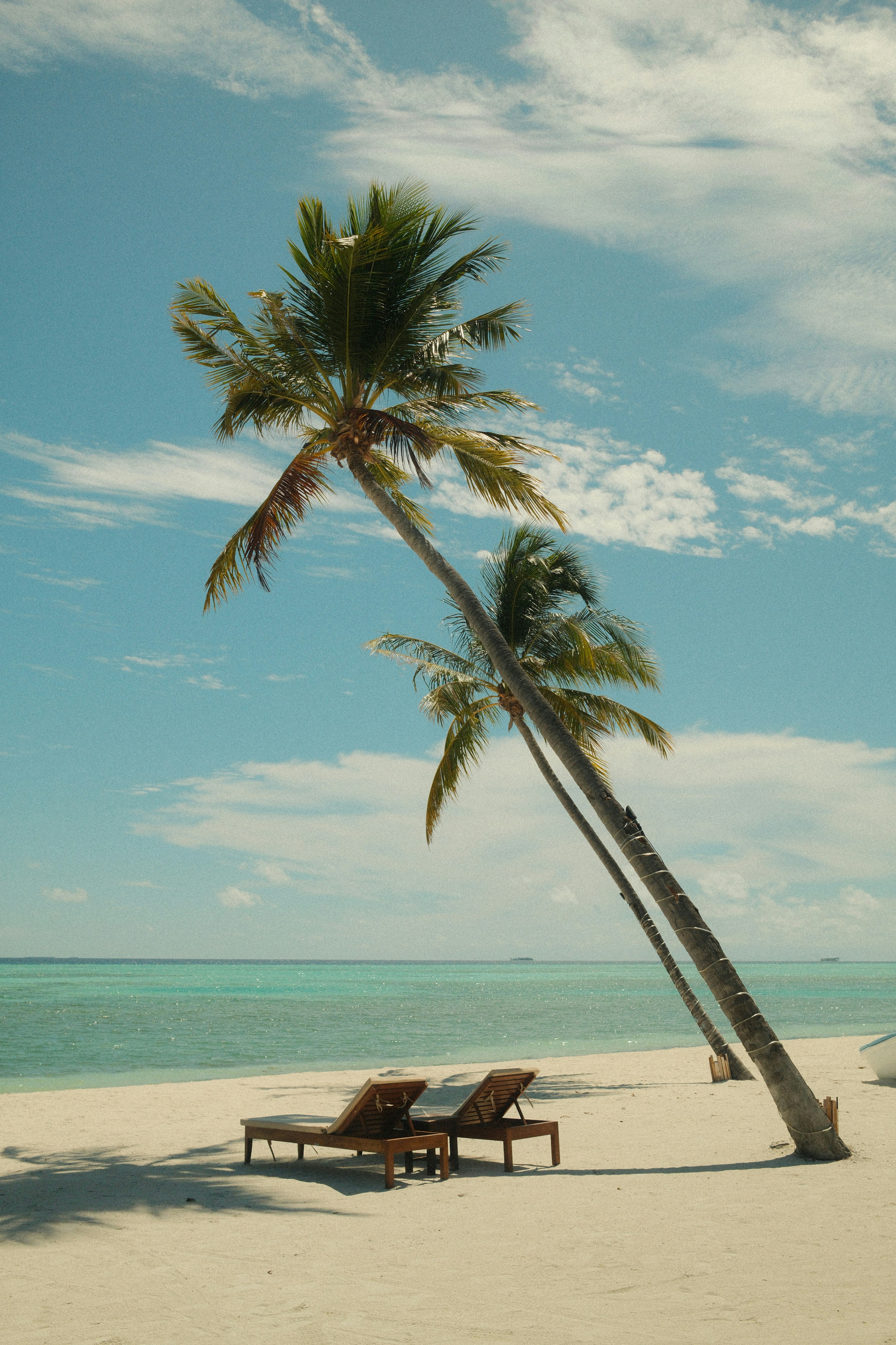 Sunlit tropical beach with two leaning palm trees and empty wooden loungers by turquoise water. A tranquil scene emphasizing summer calm and coastal leisure.