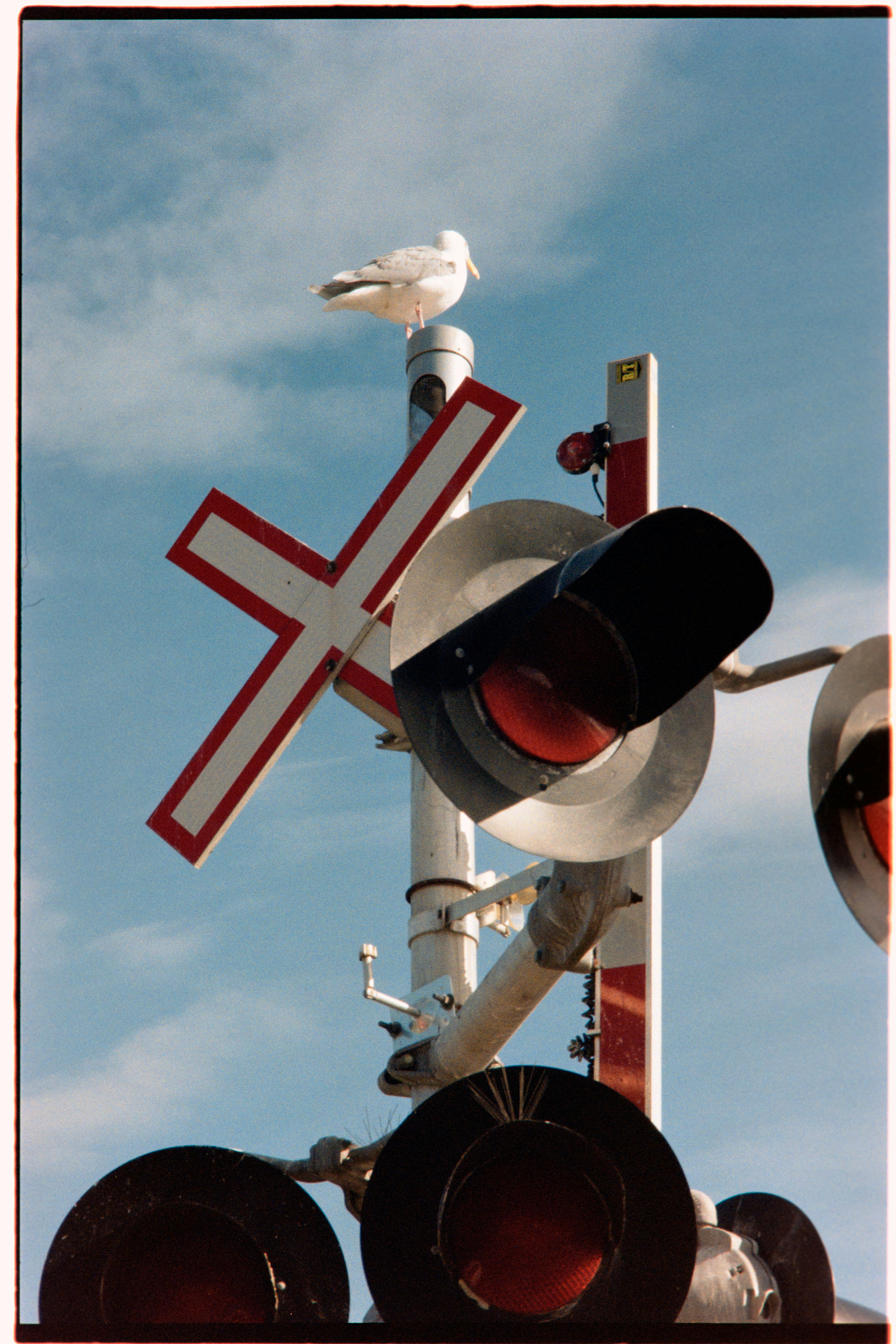 Crossing Rails Under a Bright Sky: A Seagull Perches Above the Signal