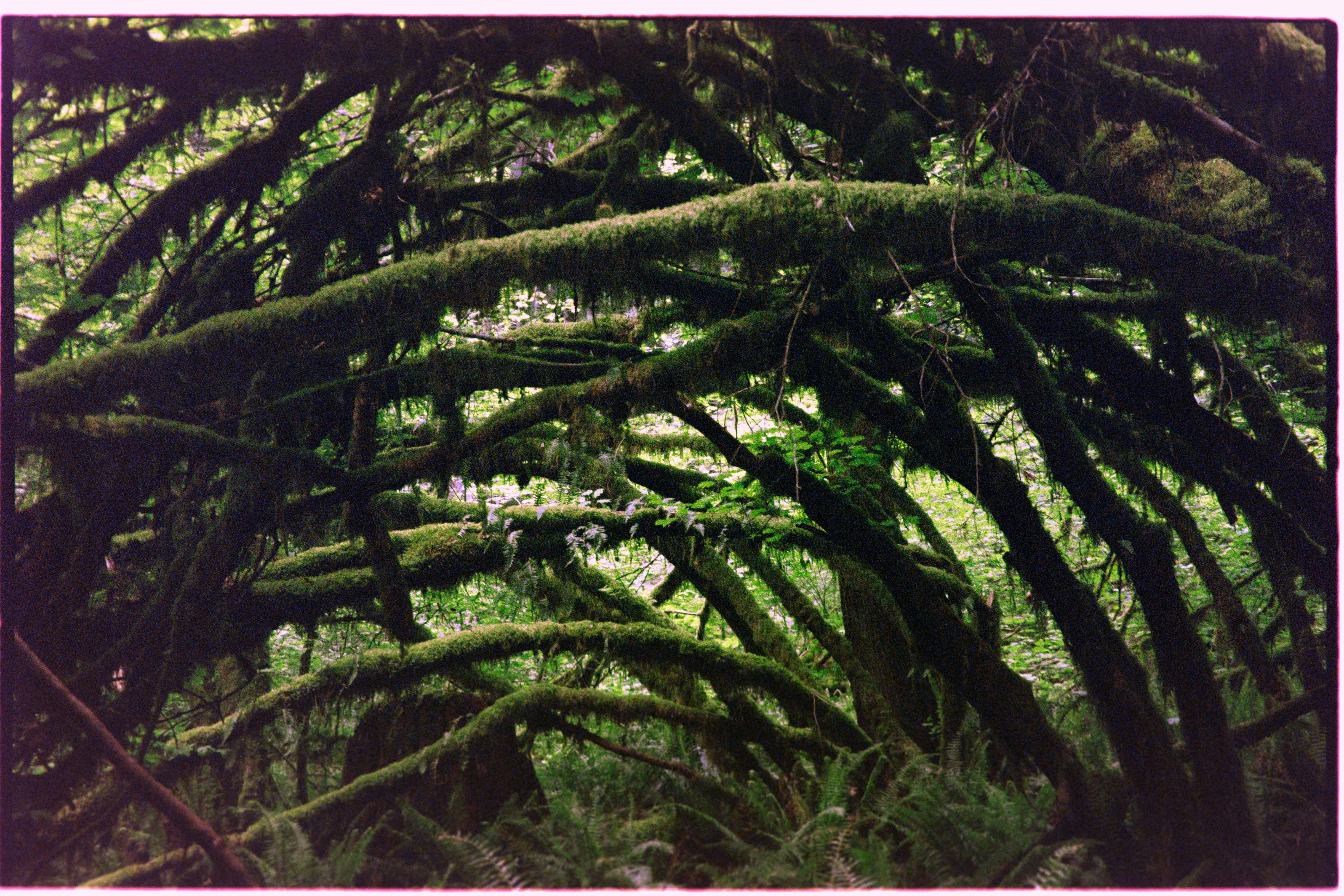 Interwoven Branches: A Quiet Map of Green Corridors