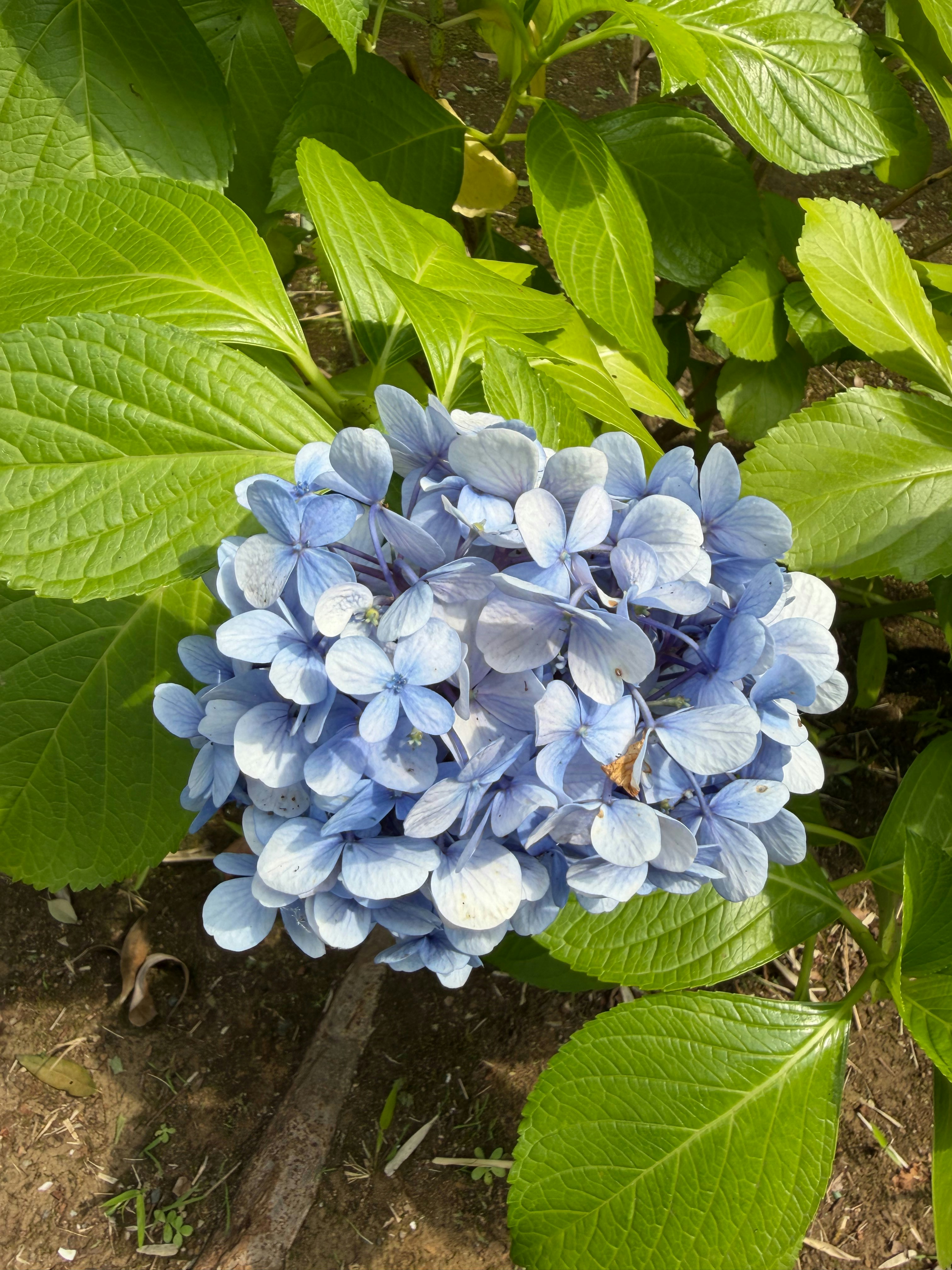 Blue Hydrangea Bloom Anchored by Verdant Broad Leaves