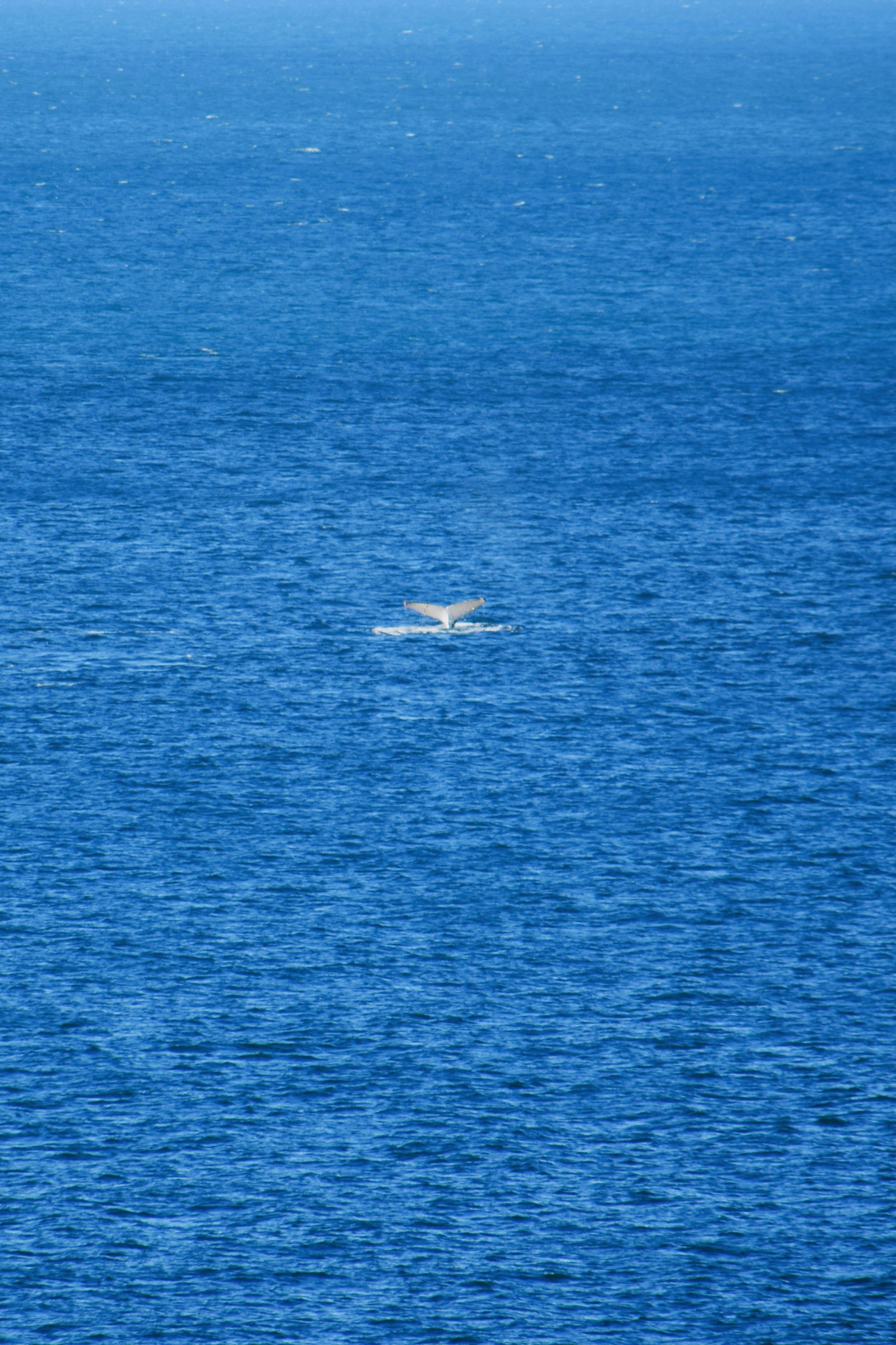 Whale Tail Over the Blue Expanse