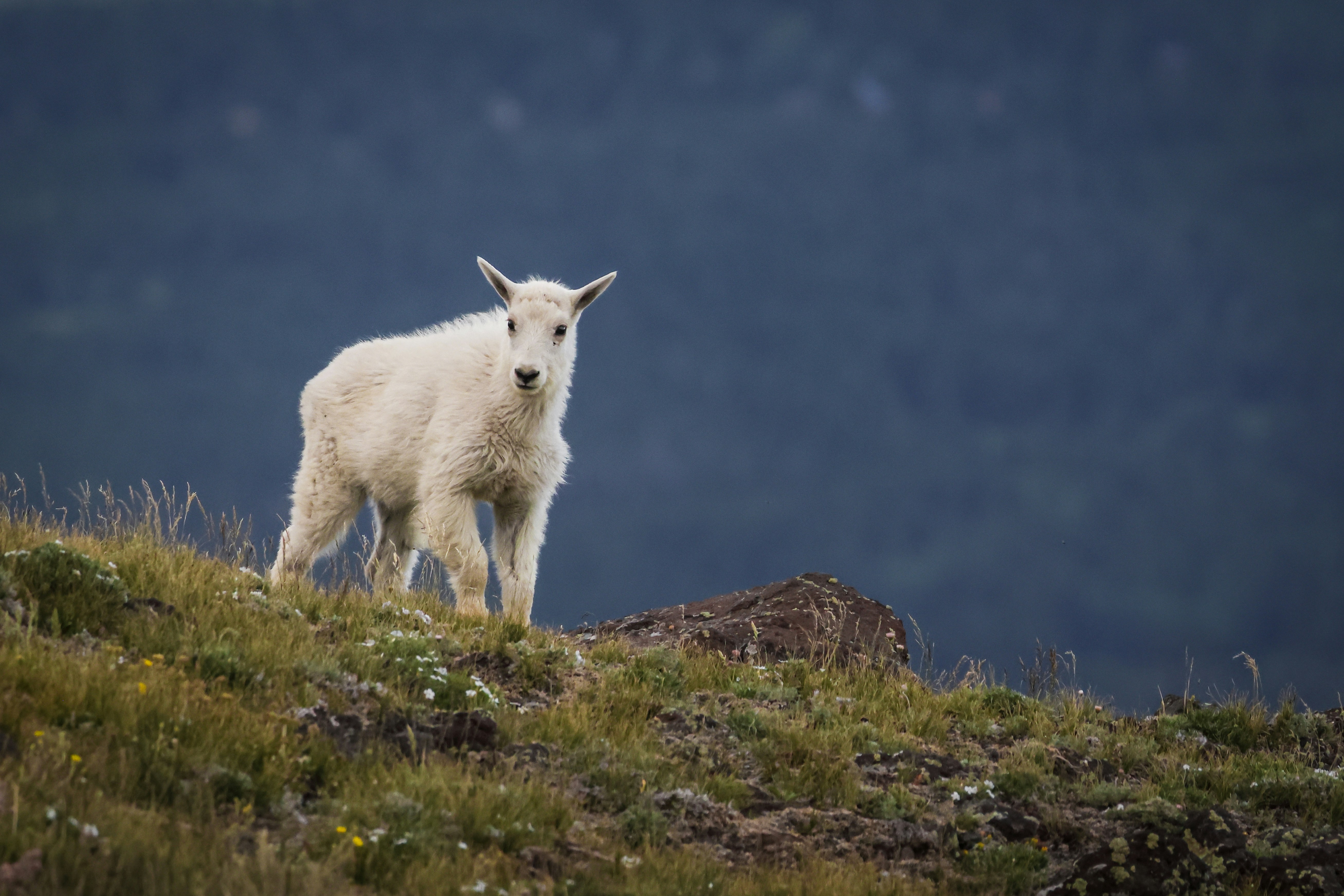 Alpine Sentinella: A Young Mountain Sheep Stands Guard