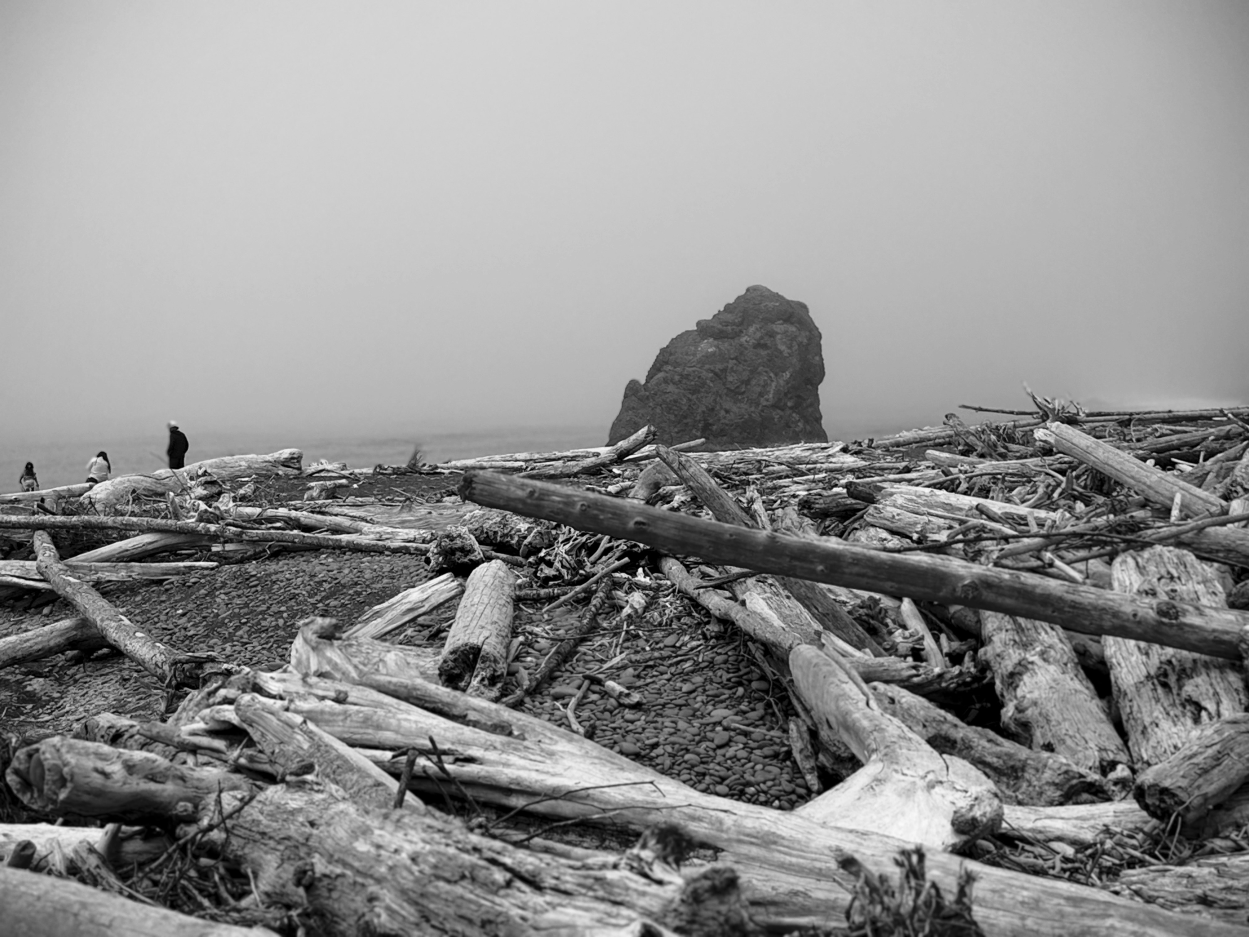 Driftwood Cathedral at the Edge of Fog