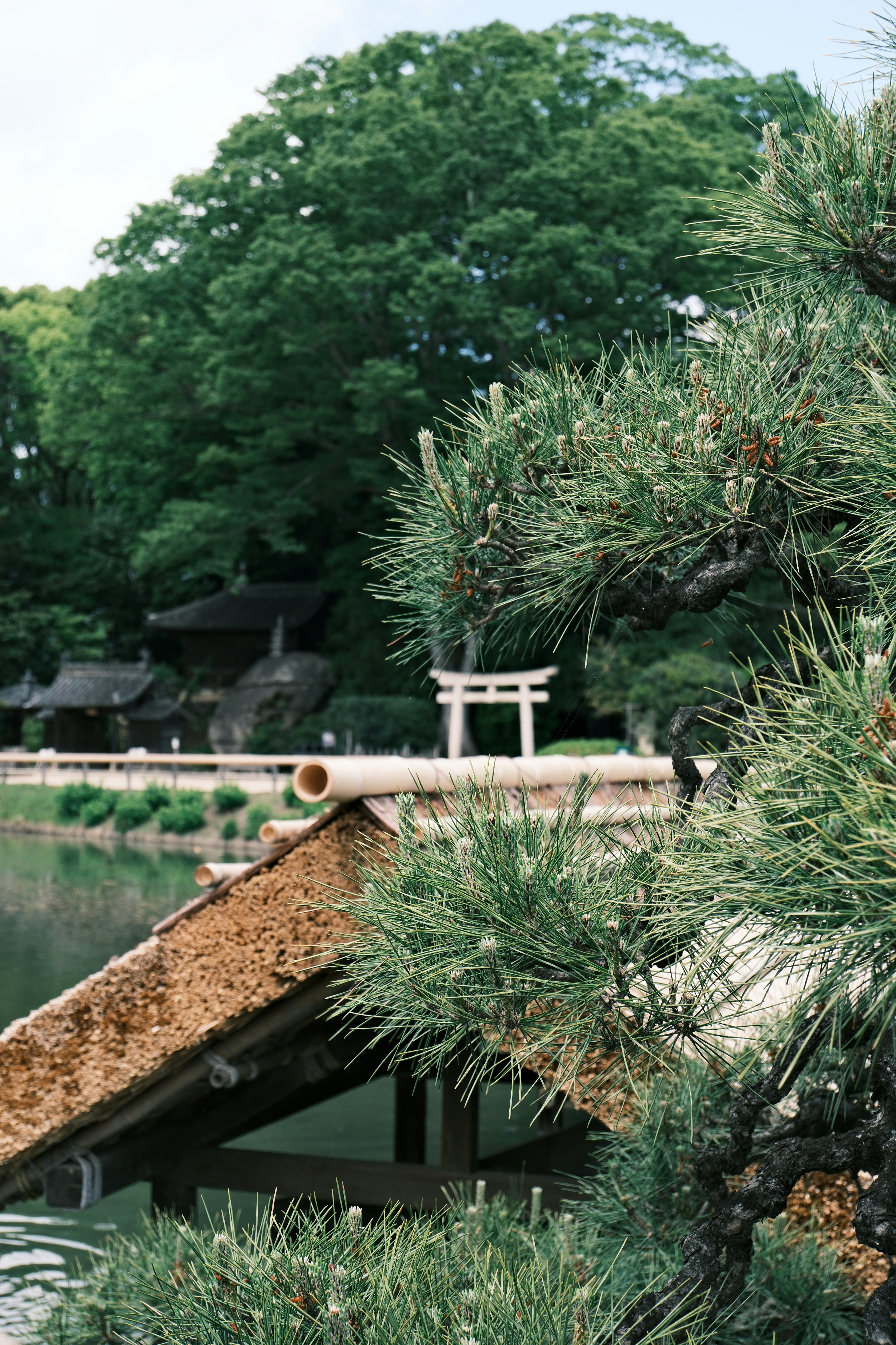 Bonsai Branches Overlooking a Serene Garden Pond