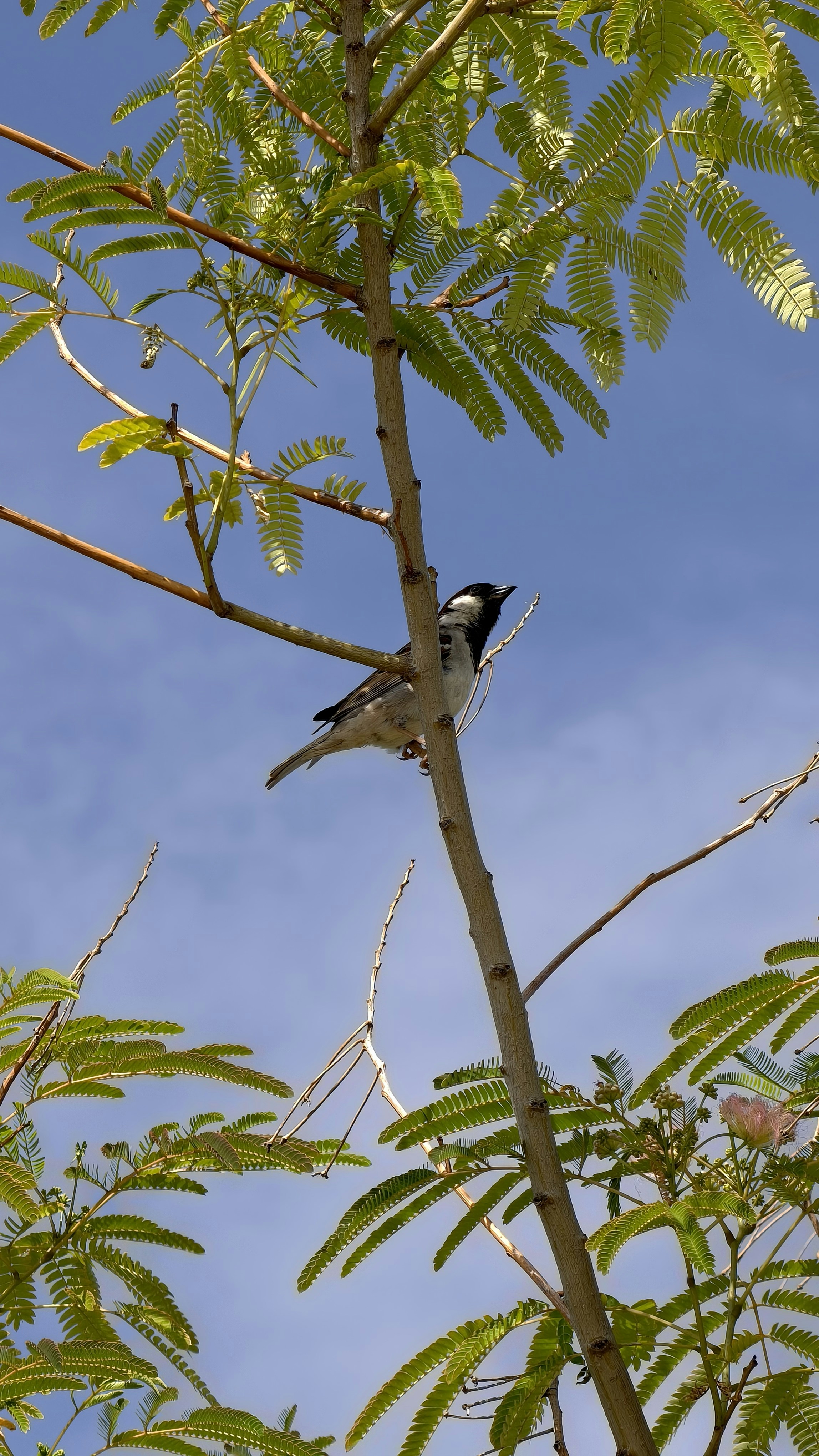 A small bird sits on a slender tree trunk amid green fronds against a clear blue sky, captured in bright daylight showing vivid colors and sharp details. This is a natural photograph.