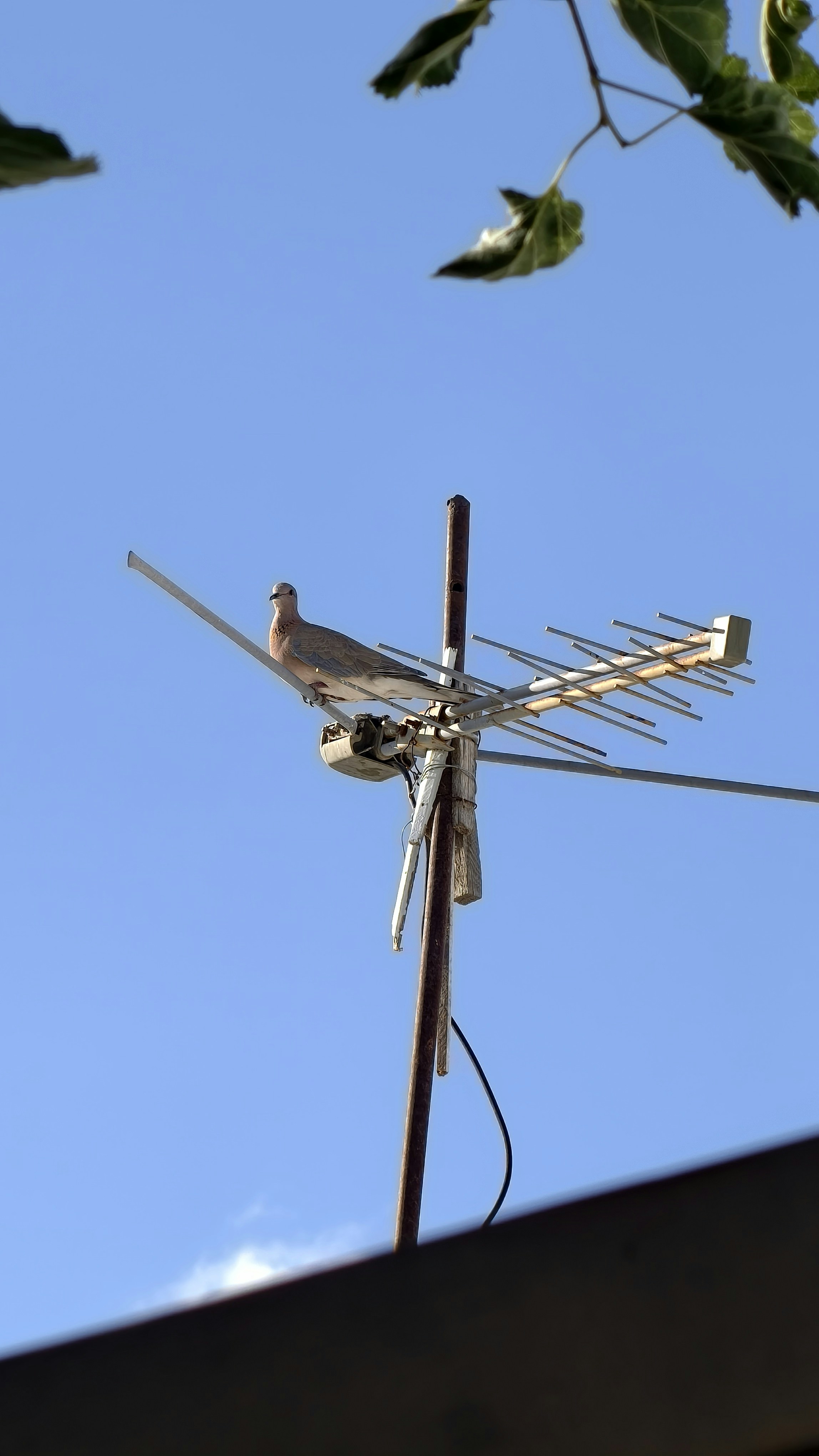 Blue Sky Sentinel: A Sparrow atop a TV Antenna