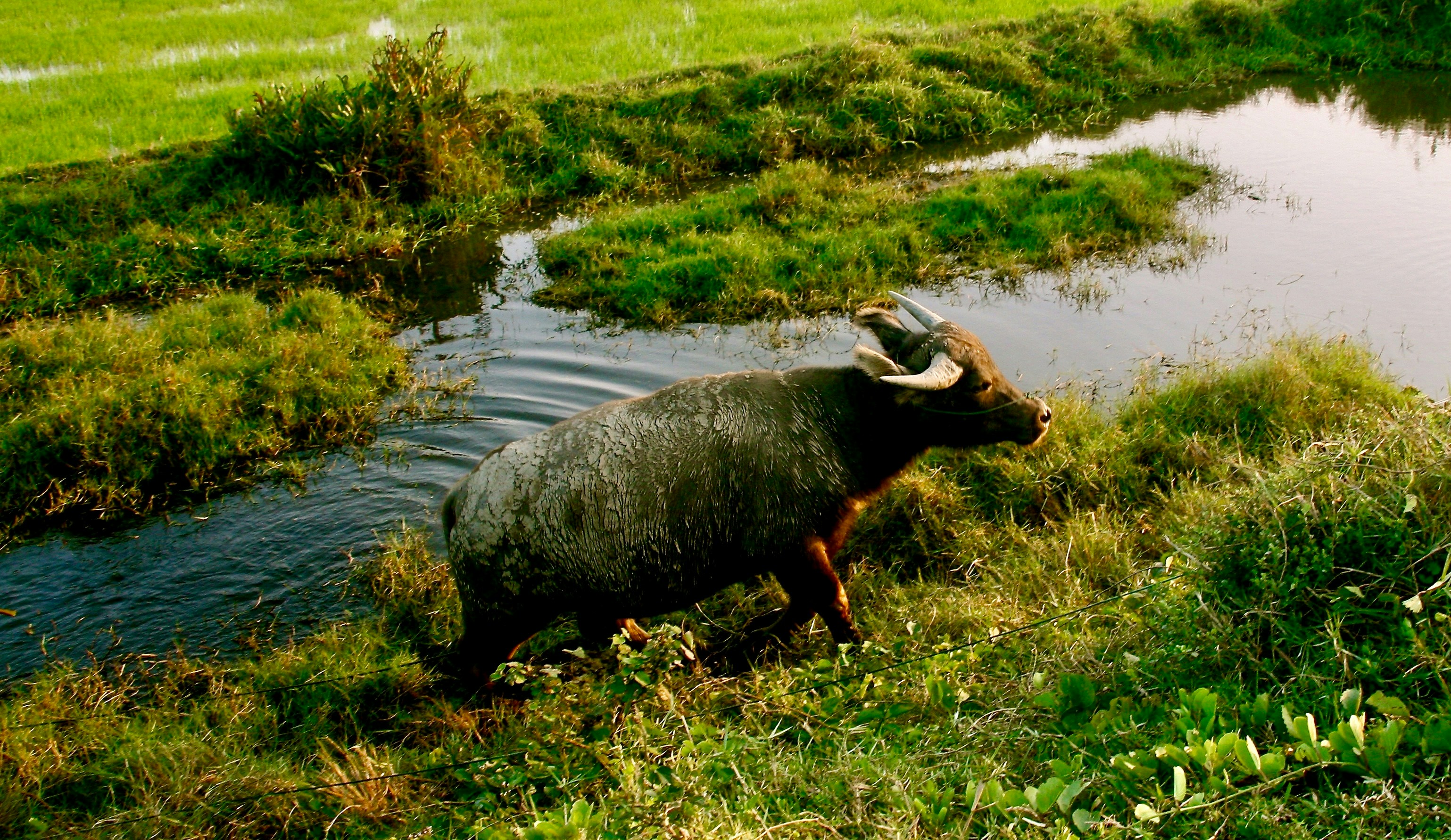 Water buffalo, Hoi An, Vietnam