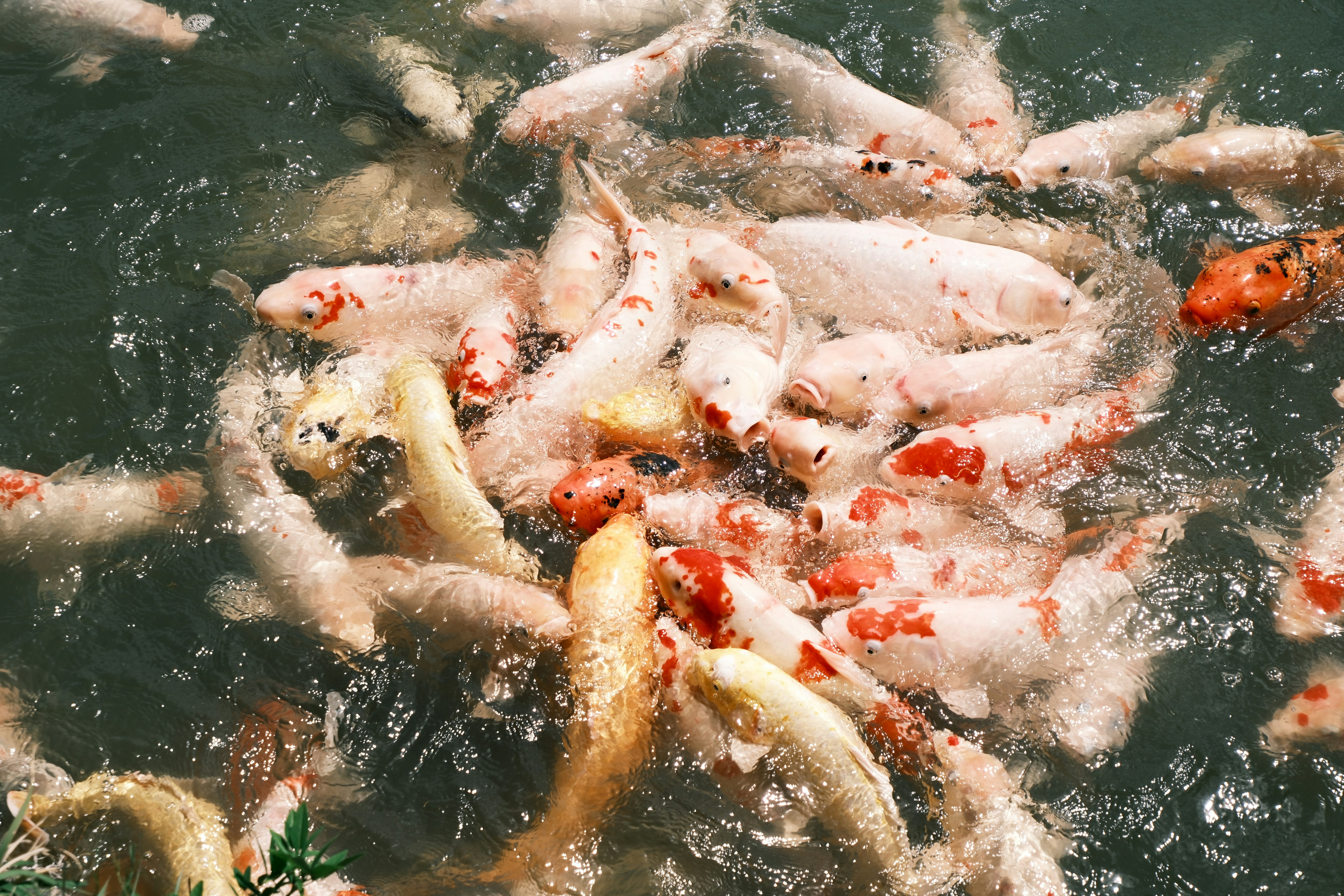 Koi Choir: A Swirl of Color in Turbulent Water