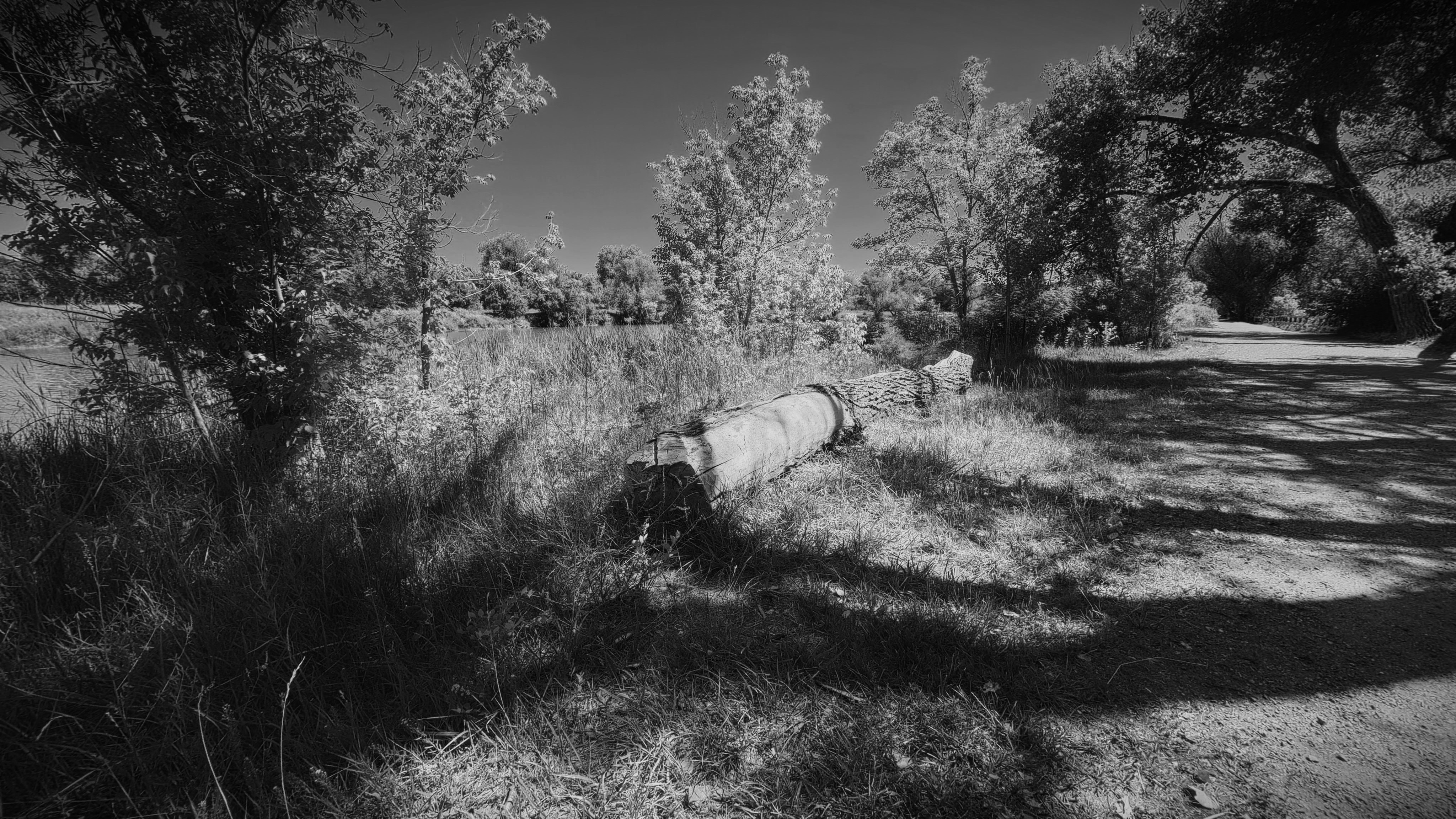 Fallen log in a black and white wooded landscape.