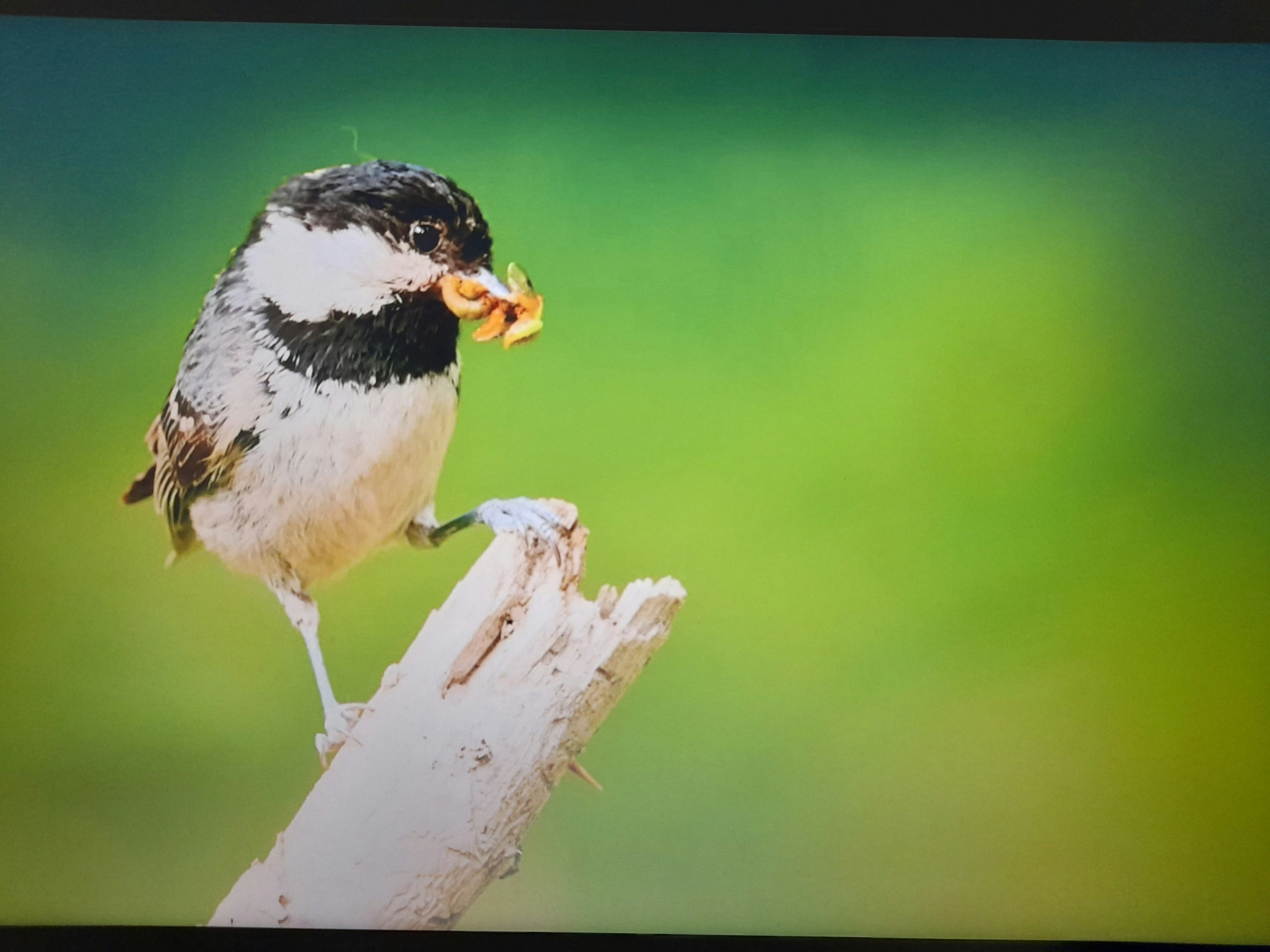 Black-capped Chickadee Perched on Weathered Branch