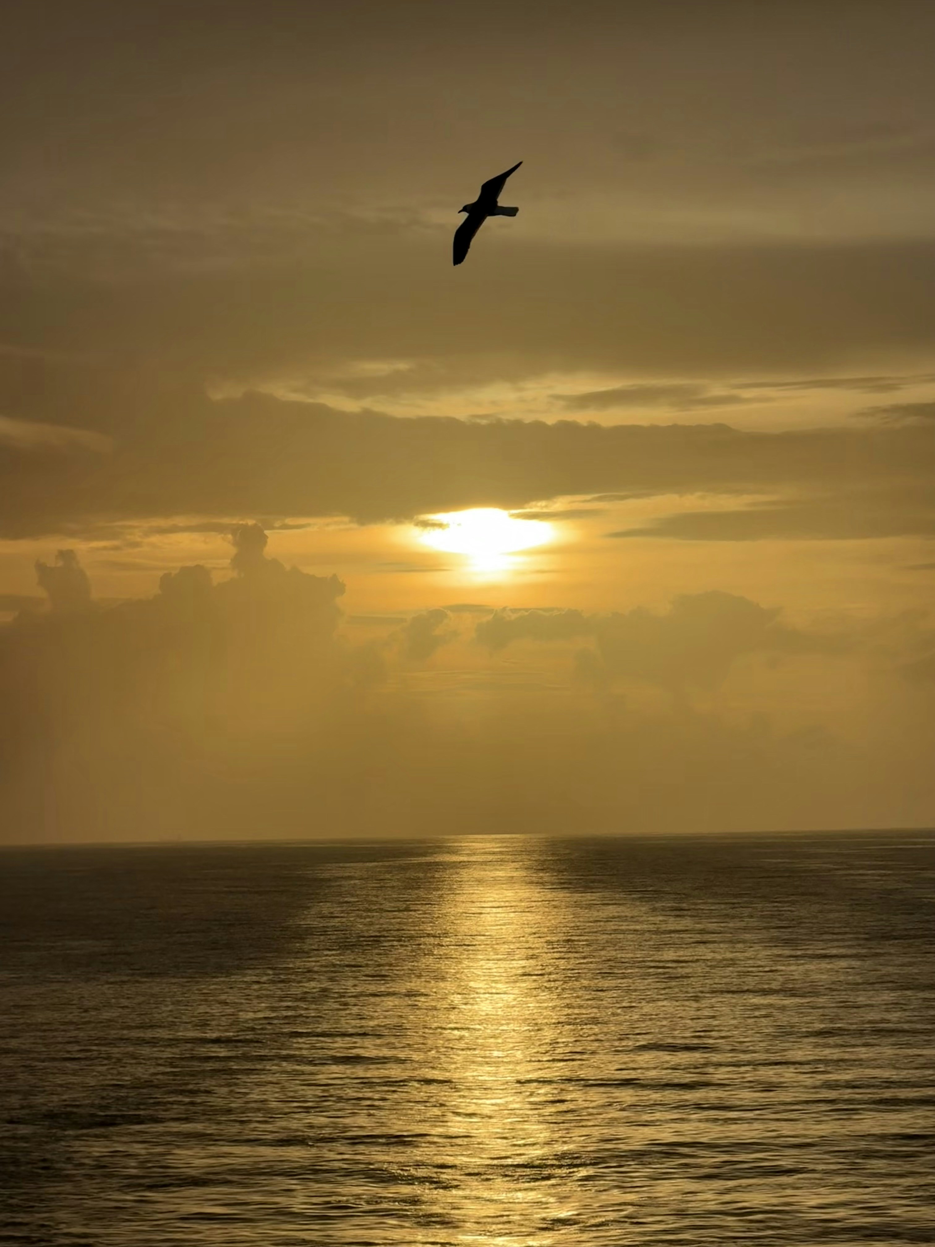 Winged Glimmer at Golden Span