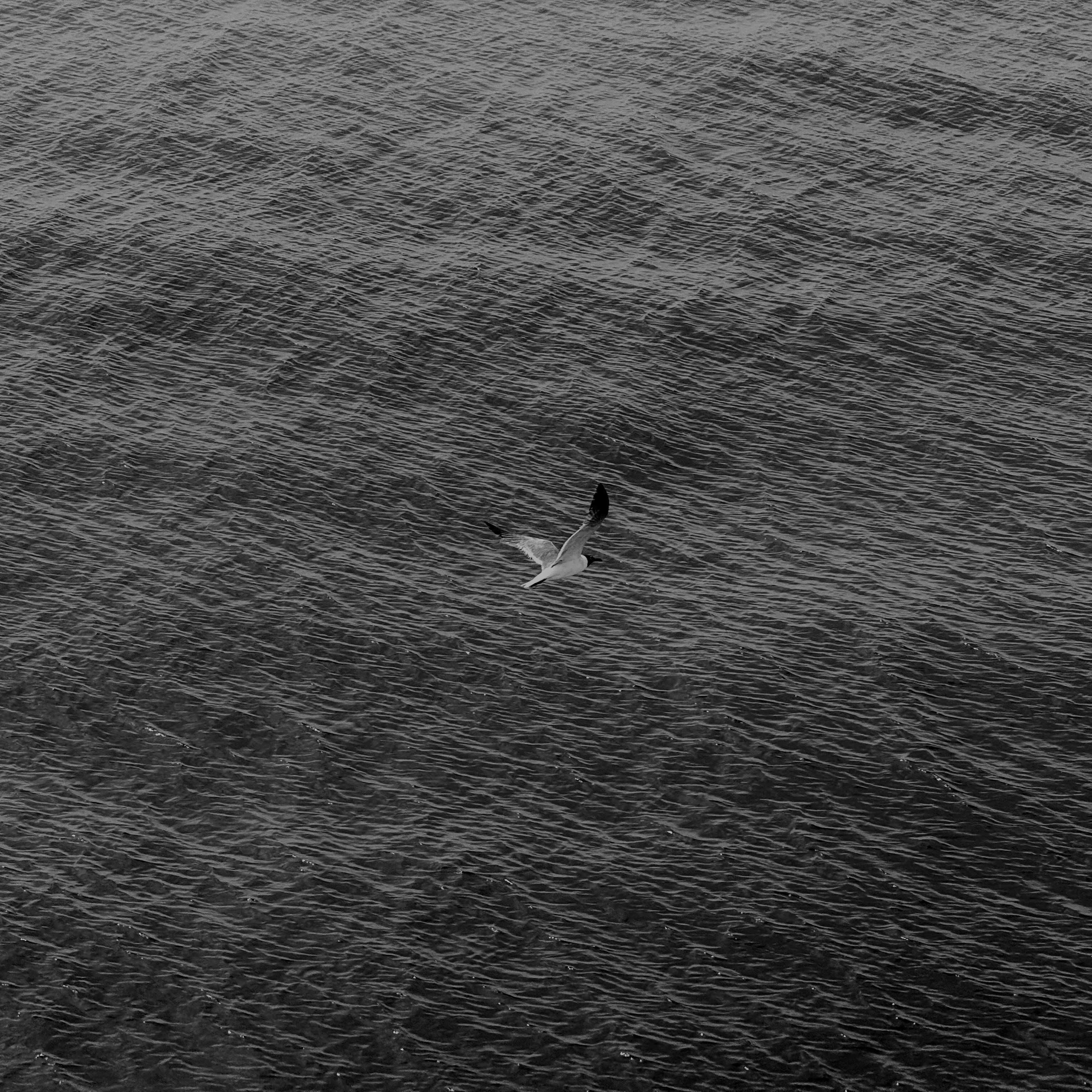 Lone Seabird in Monochrome Quiet