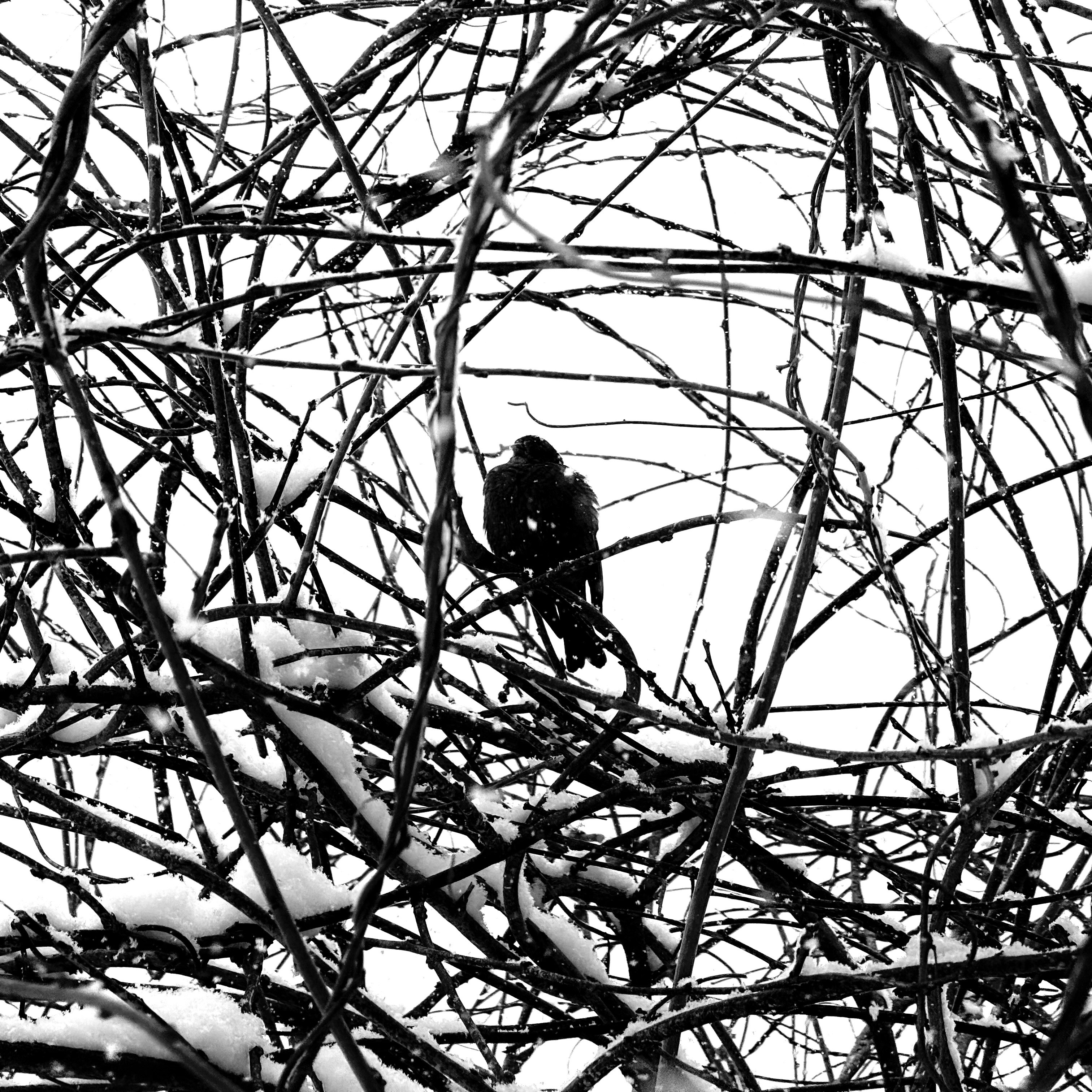 Midwinter Silhouette: A Bird Bound within Thorned Grid