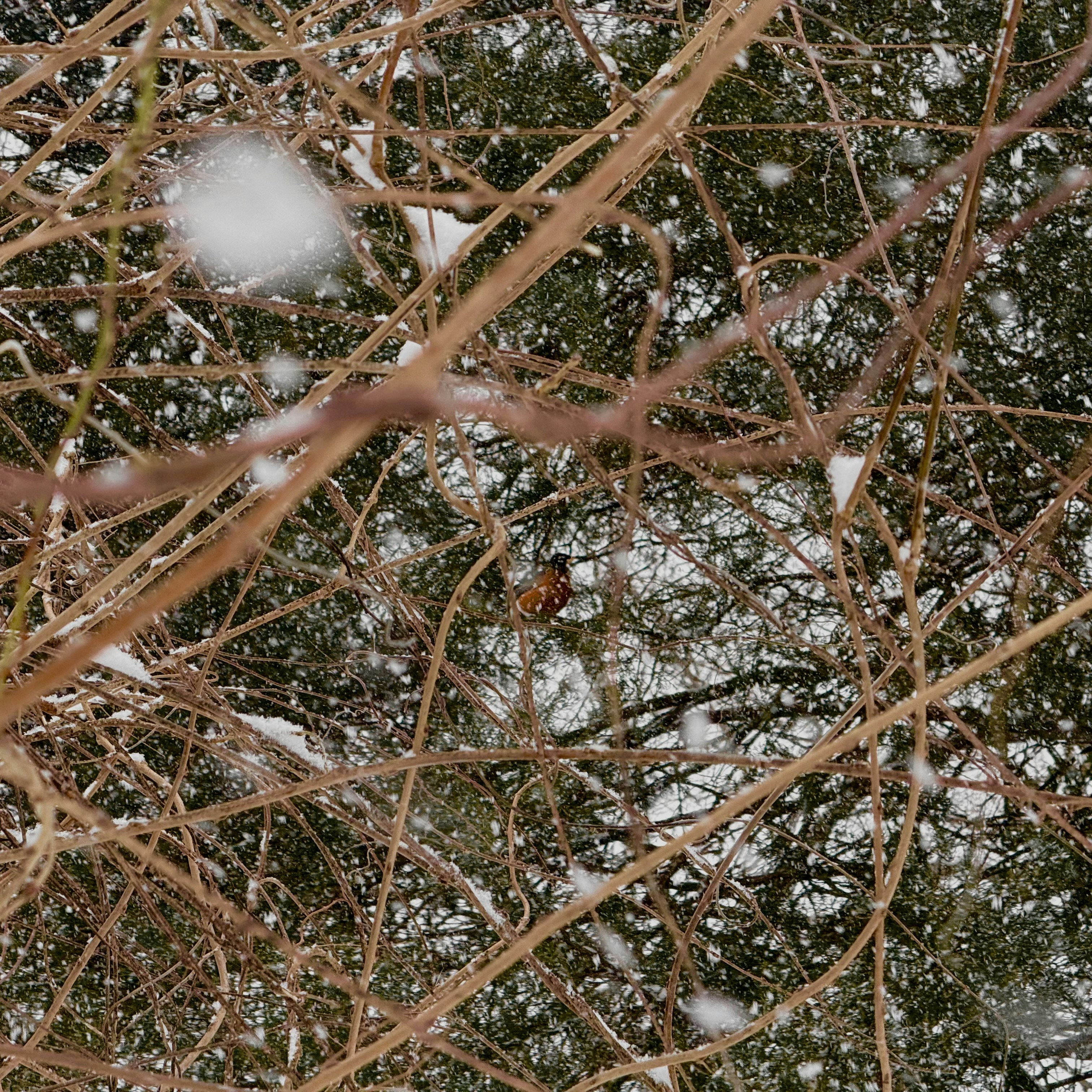 Tangled Branches: Snowfall Framing a Hidden Insect Portrait