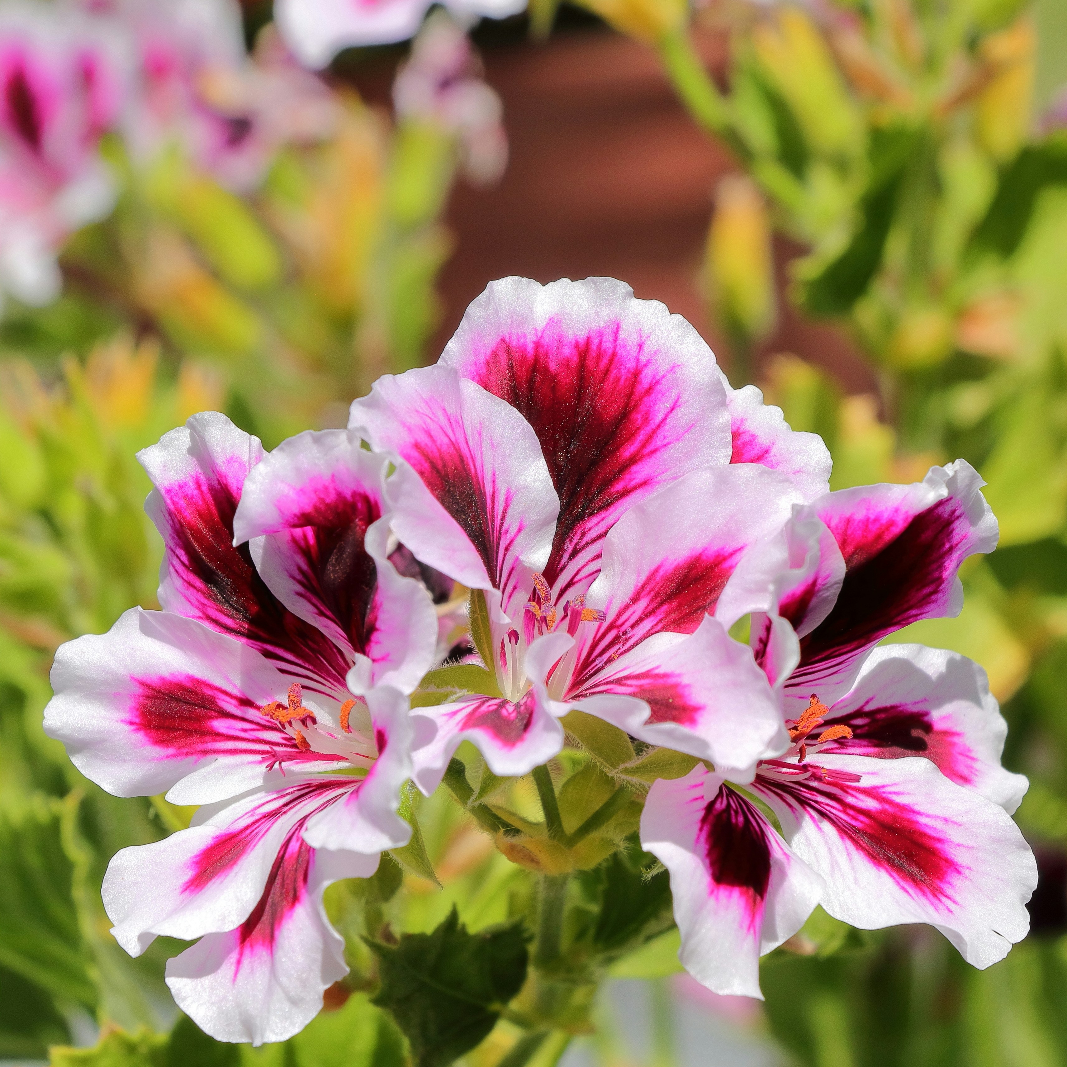 Petal Fireworks: A Close-Up Bloom of Pink-White Petunias