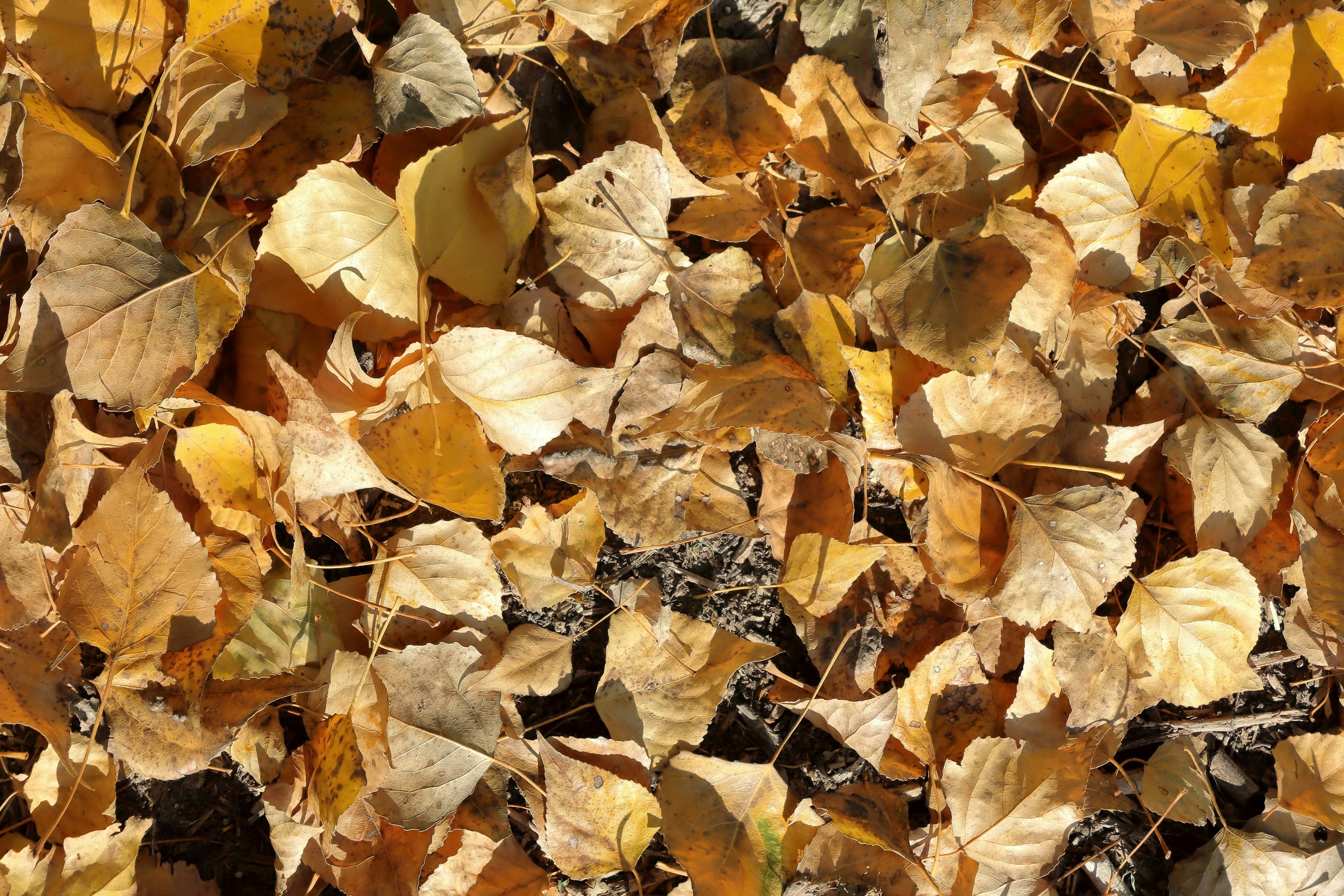 Autumn Mosaic: Golden Leaves Cloak a Grounded Surface