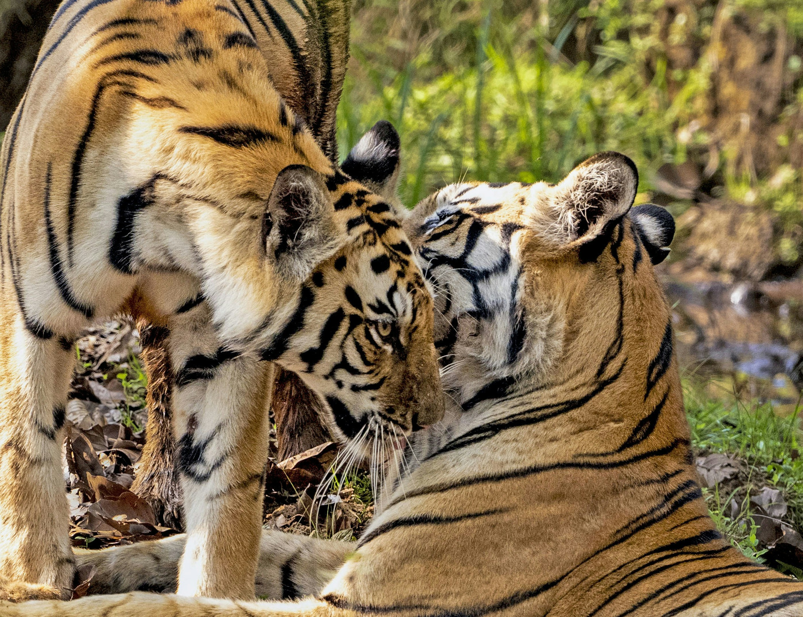 Close Quarters: Tigers in Quiet Contact
