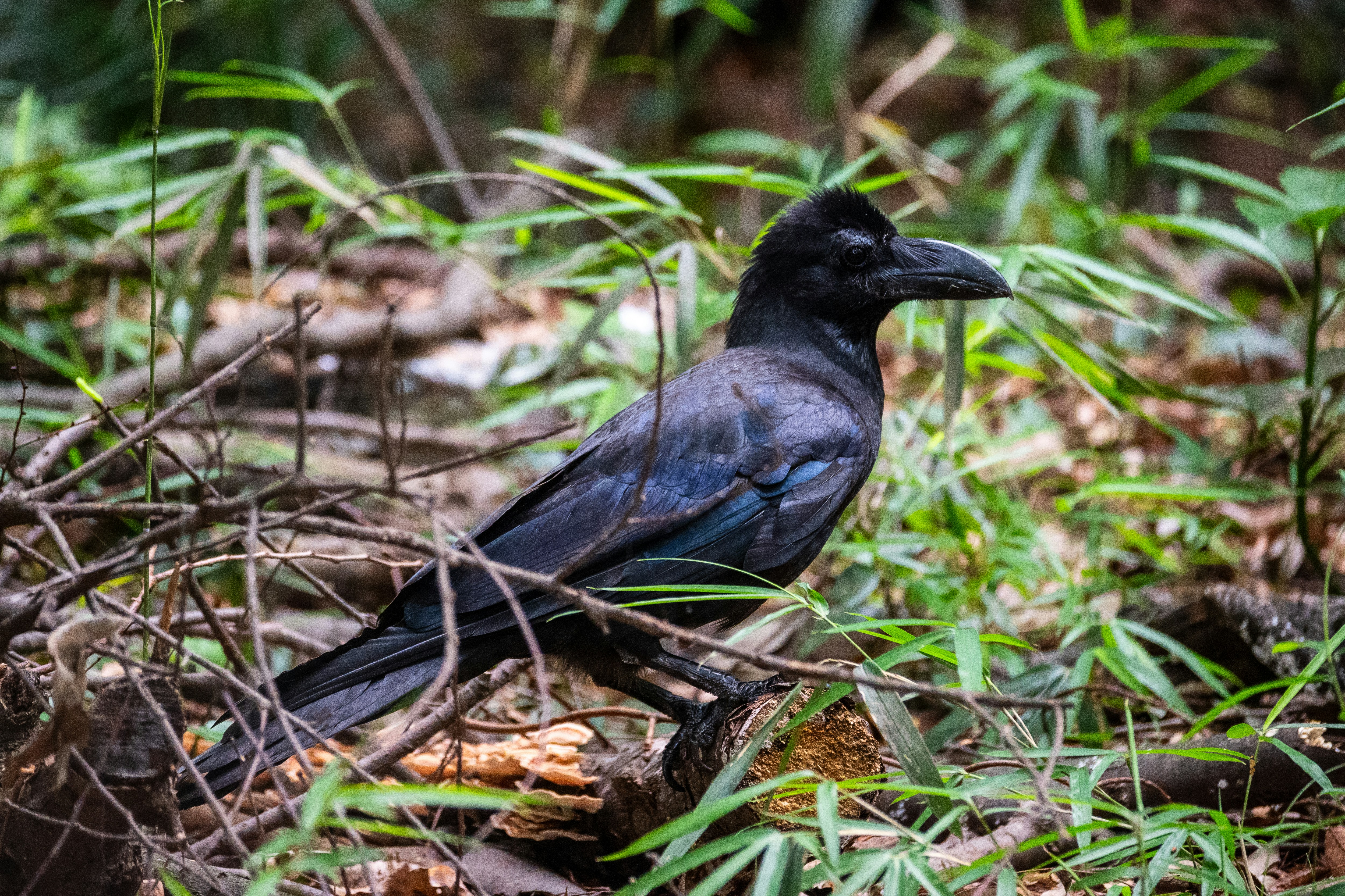 Shadowed King on a Leafy Perch