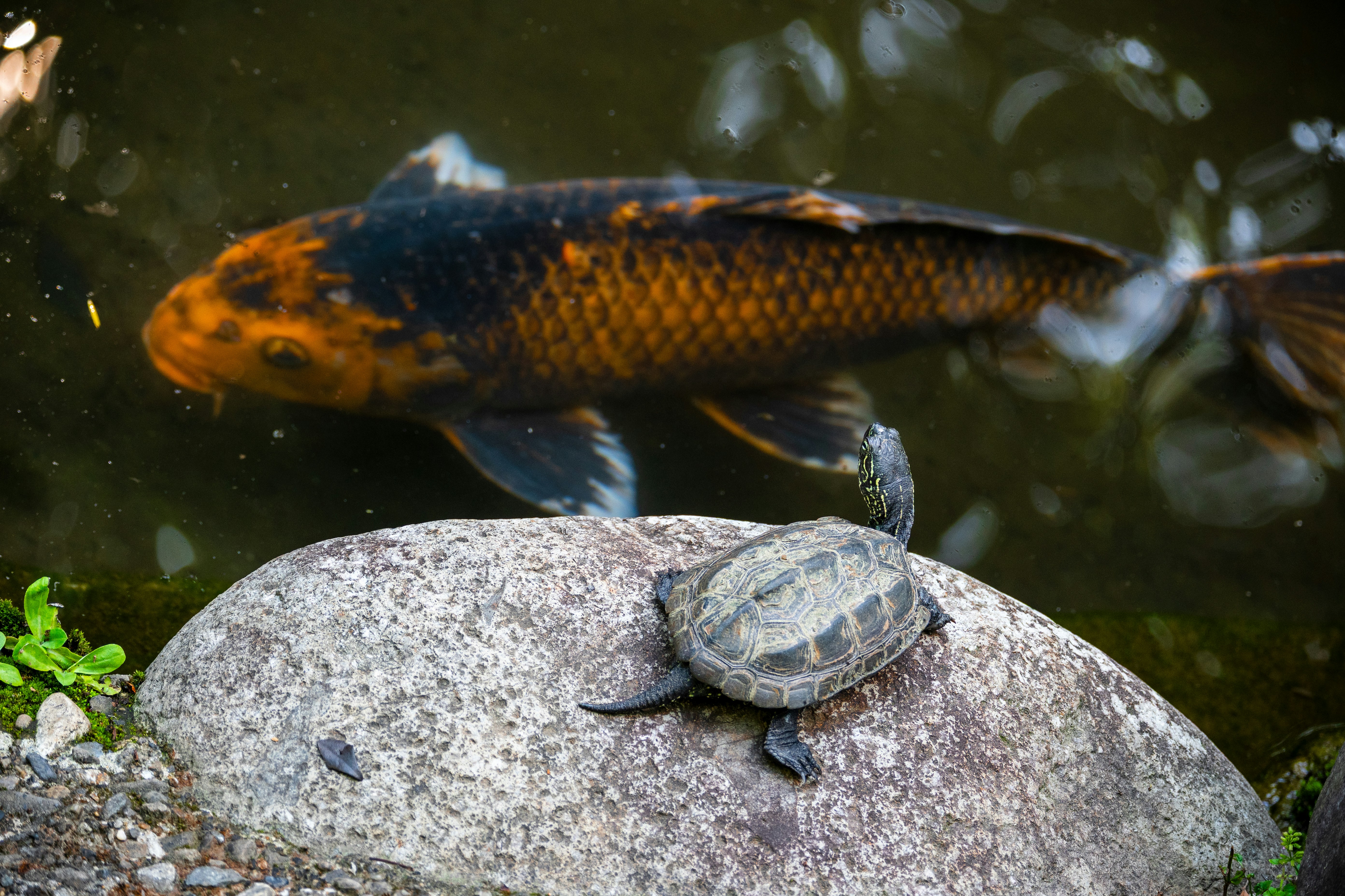 Turtle at the Edge: A Quiet Moment by the Pond