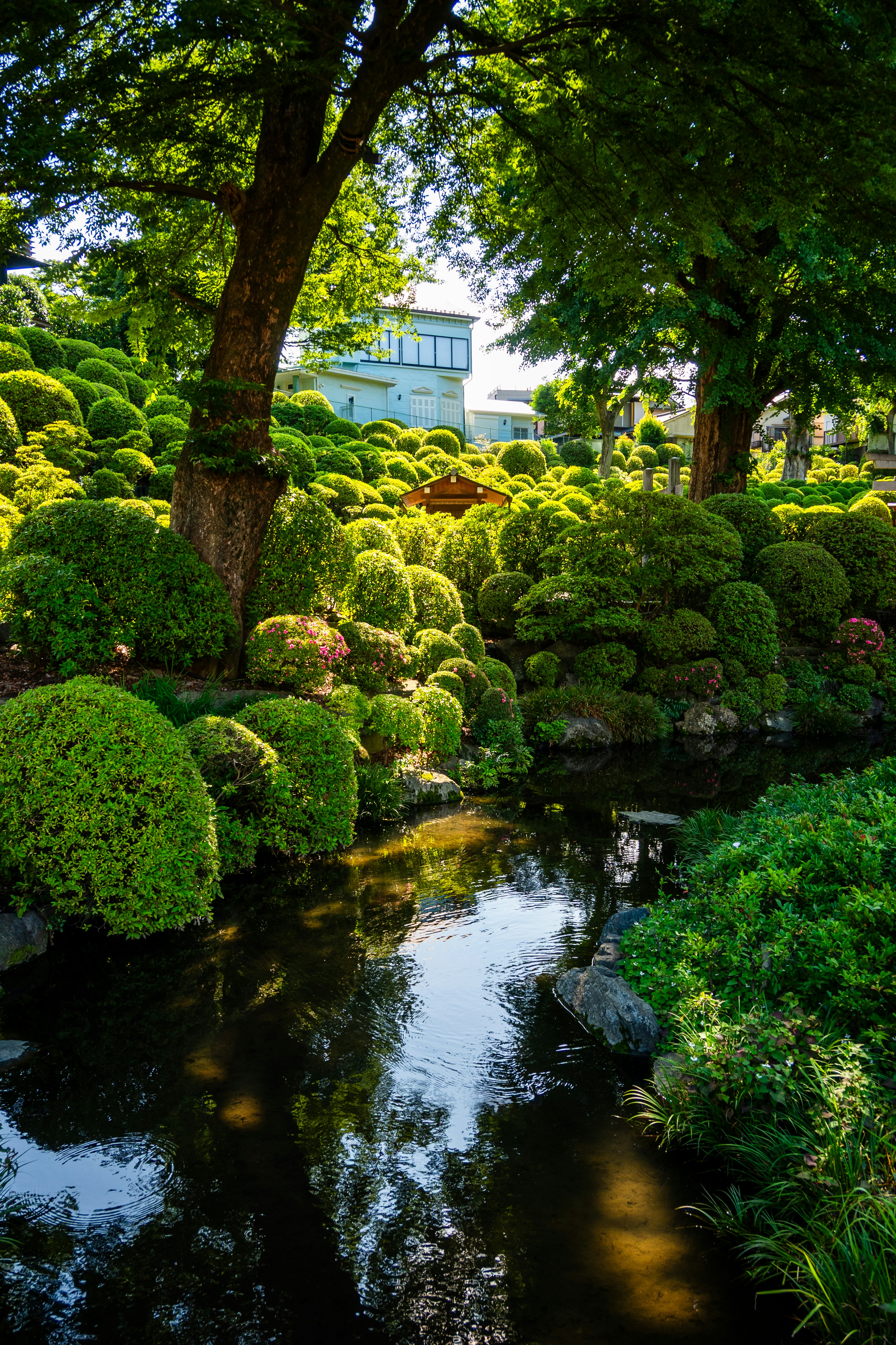 Pruned Green Waves by the Water: a Japanese Garden in Full Sun