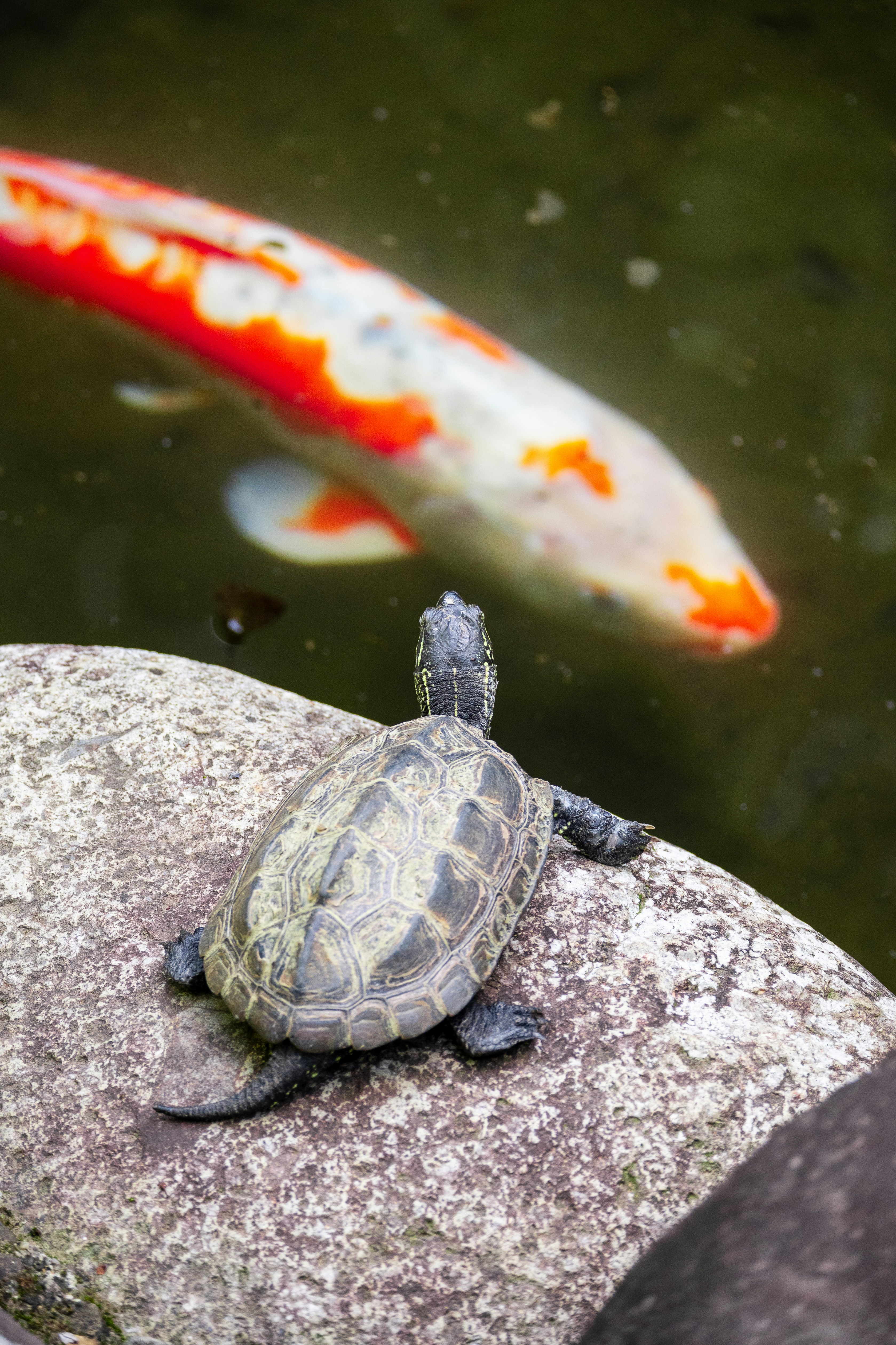 Koi over Stone: A Quiet Moment by the Pond