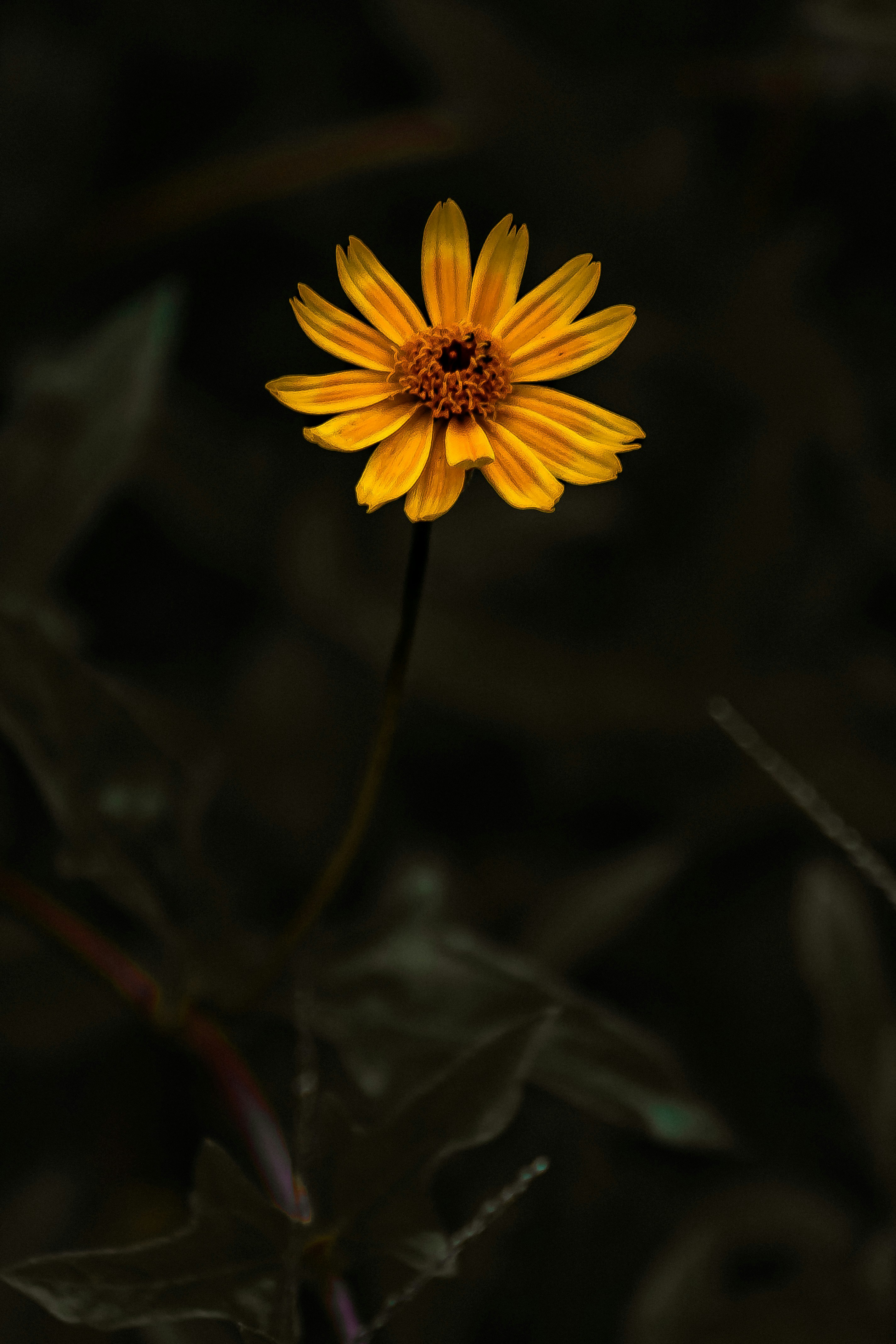 Golden Bloom in Shadowed Quiet