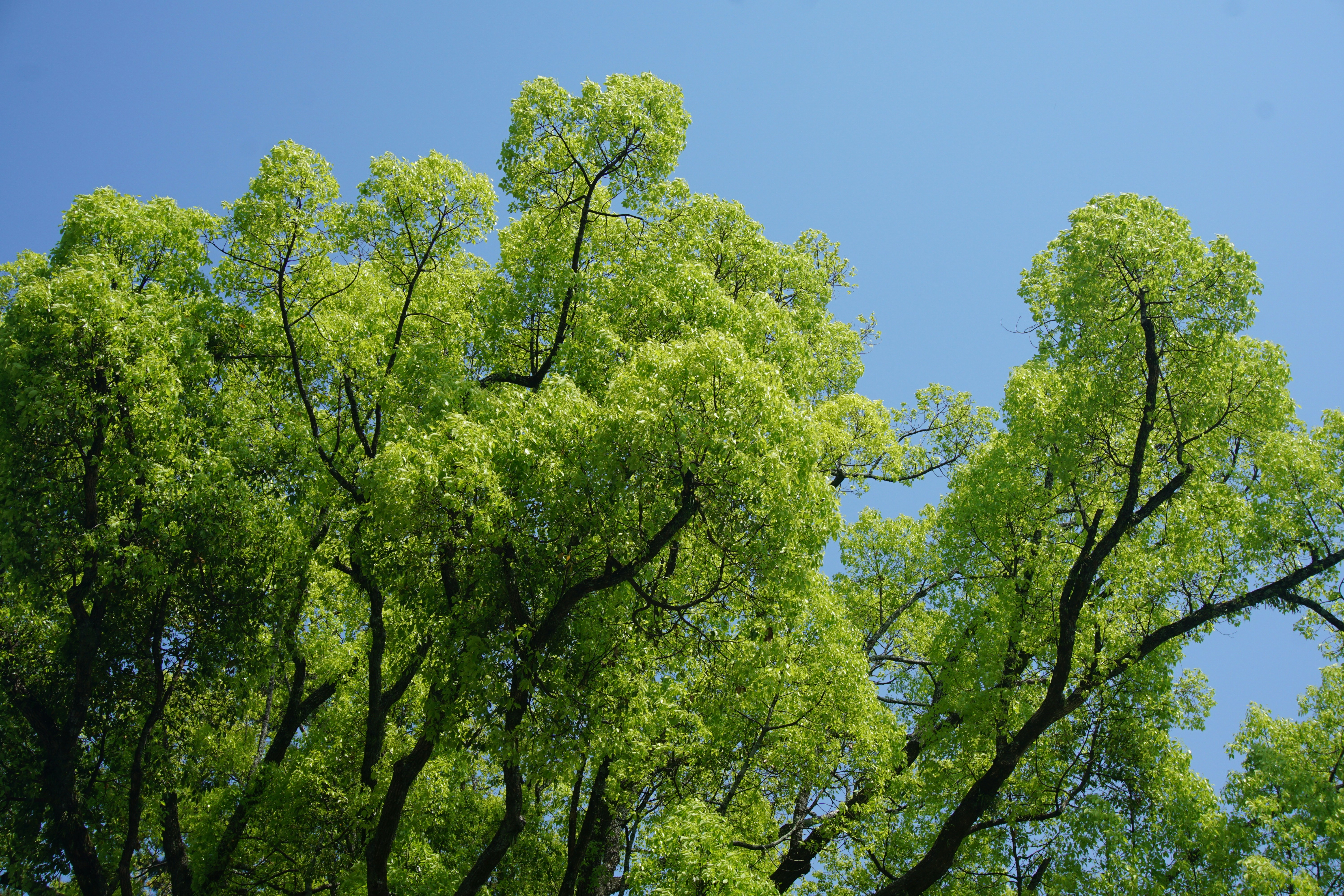 Sunlit green treetops stretch across a bright blue sky, captured in a crisp, natural color scene. An outdoor foliage composition highlighting fresh spring leaves.