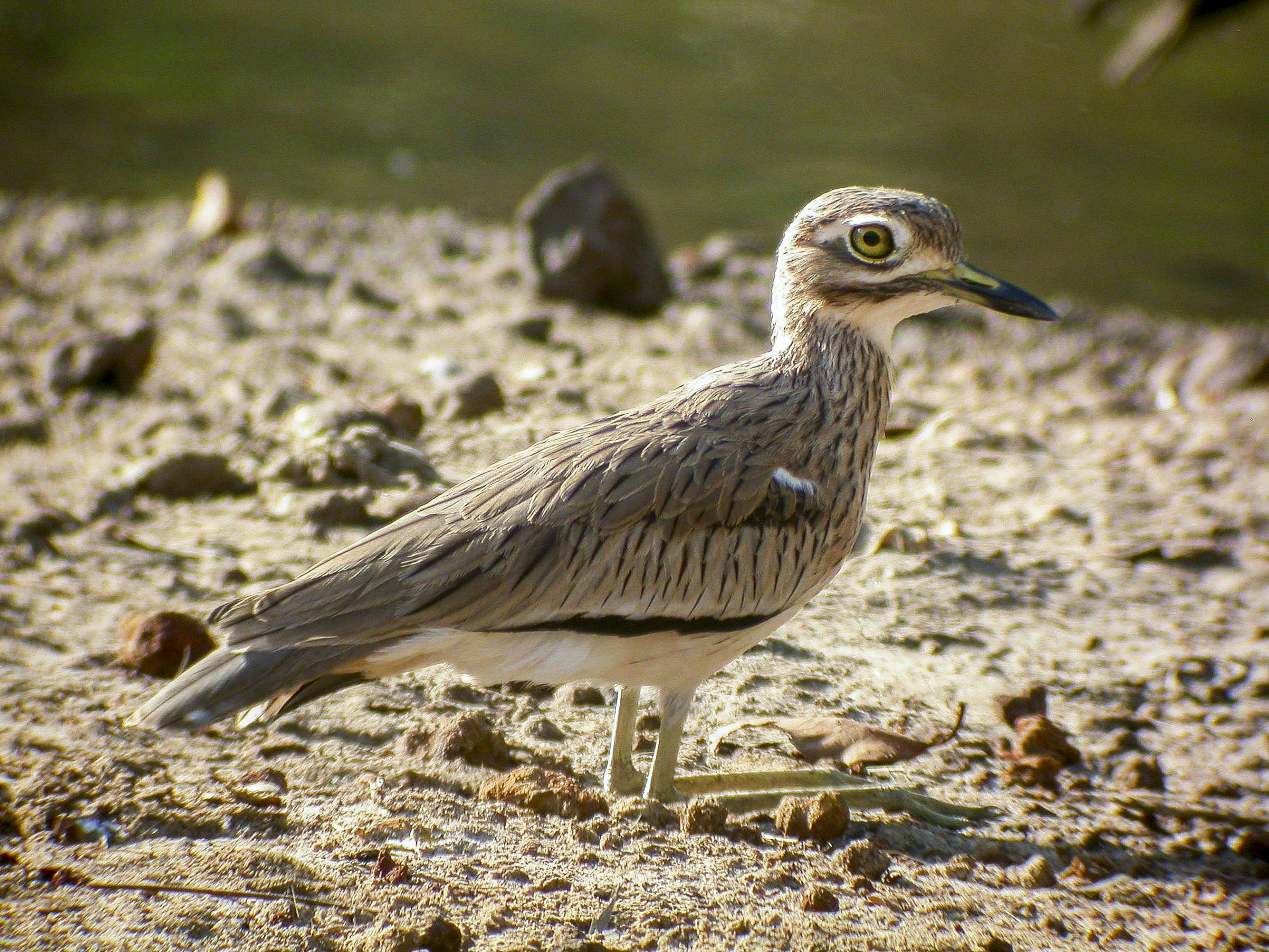Small shorebird stands on sunlit mud and pebbles near a calm riverbank, its eye caught by the viewer as light highlights its subtle feather pattern.