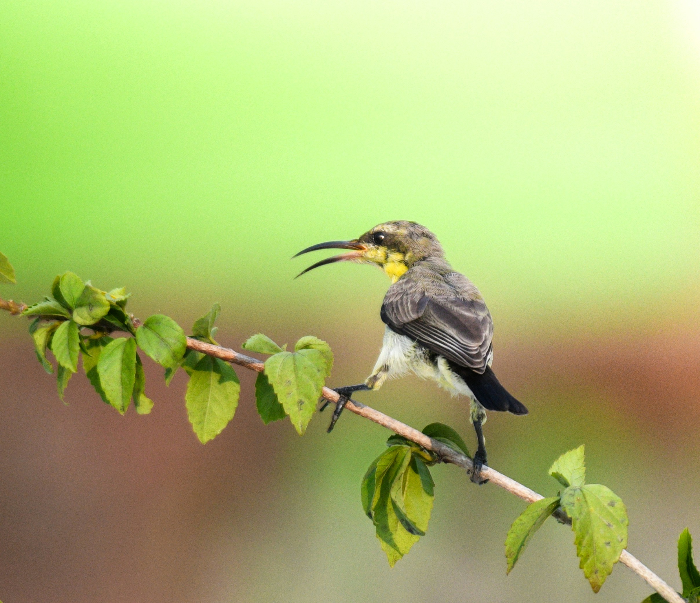 Yellow-throated Warbler Perched on Spring Branch