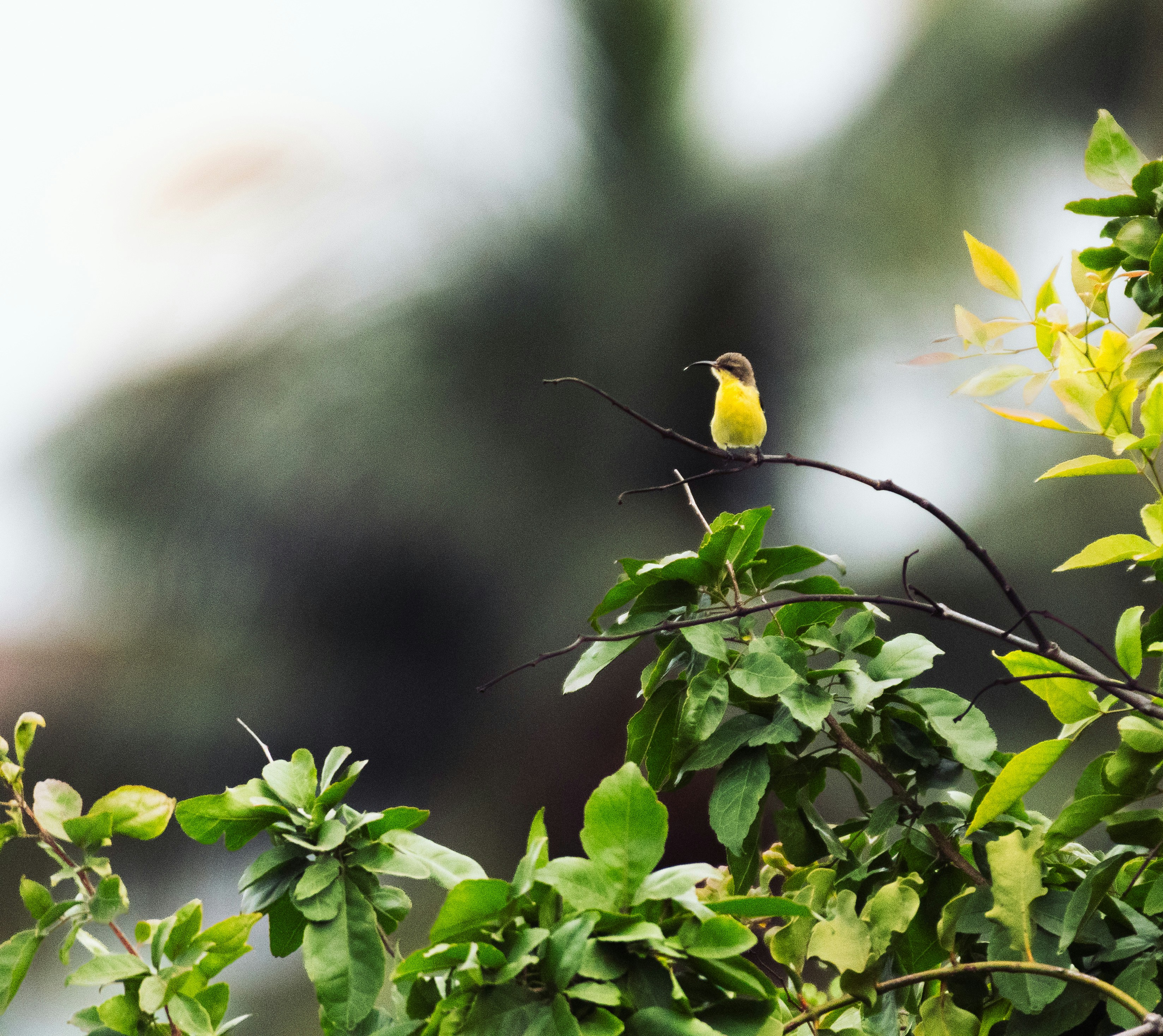 A small yellow bird perched on a branch amid lush green leaves with a softly blurred background.