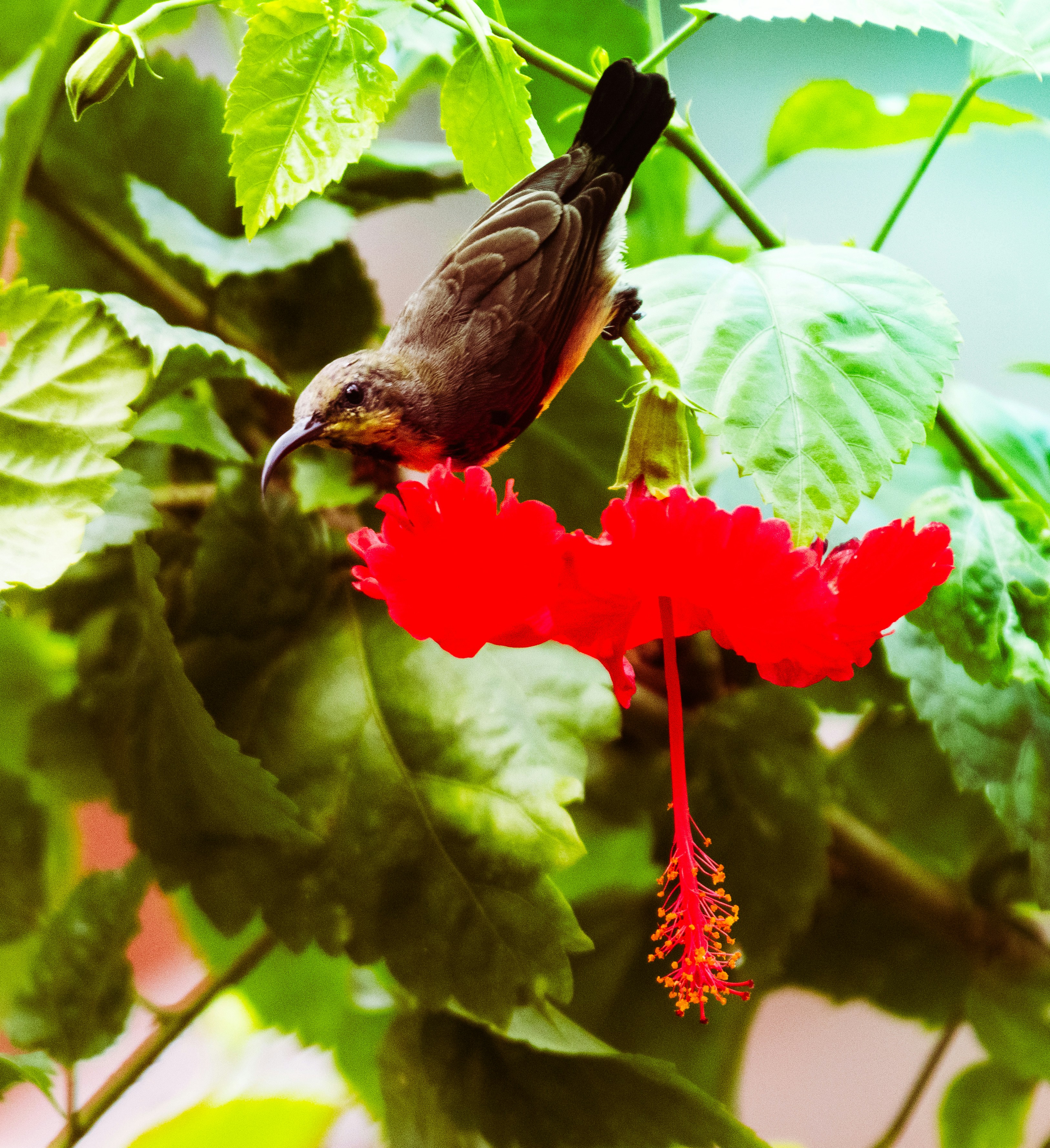 Hummingbird Hover: A Ruby Thrum of Color at the Hibiscus
