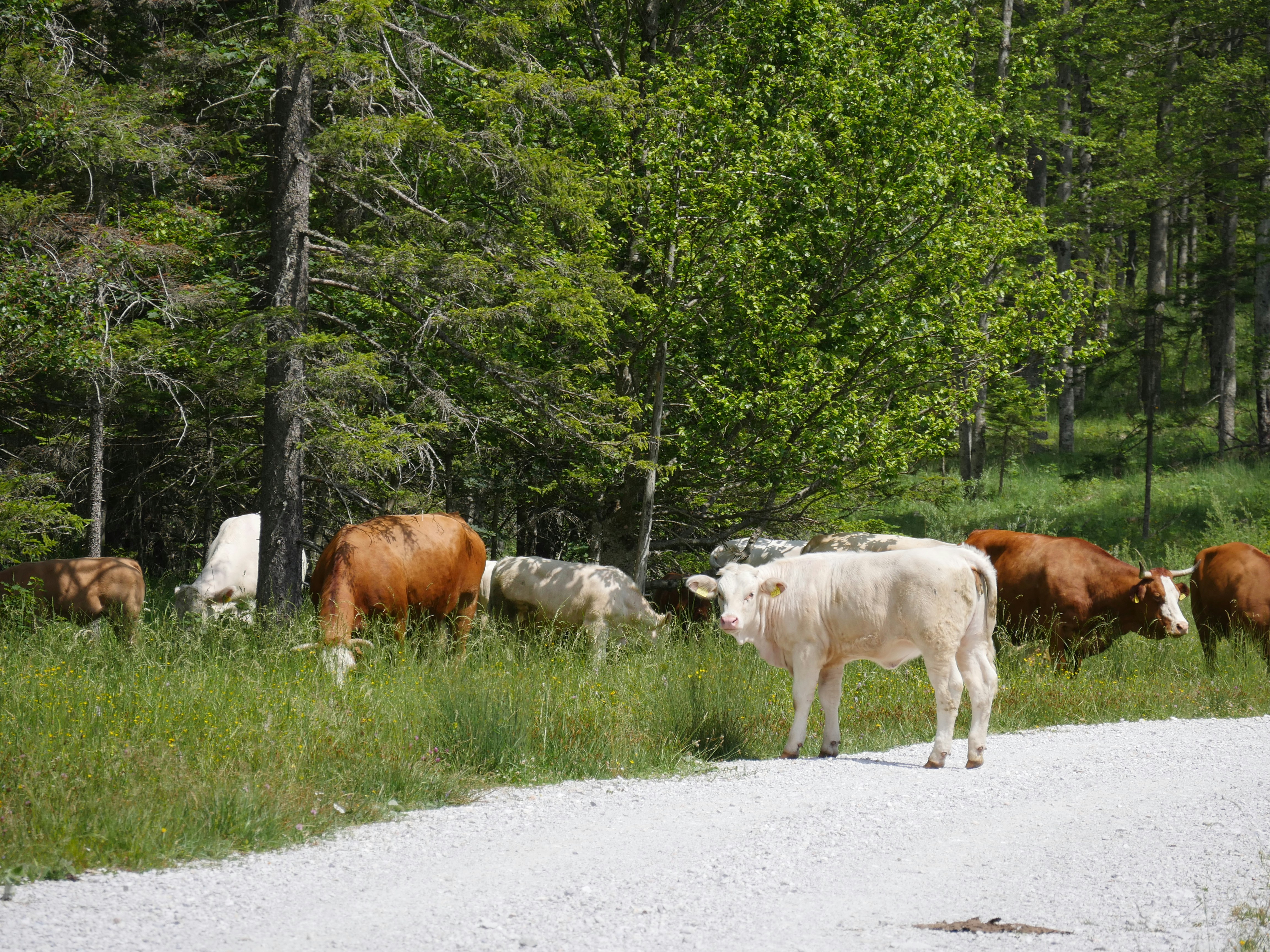 Cows graze near a gravel rural path in a sunlit forest clearing, with a white calf near the foreground and mixed herd in the background.
