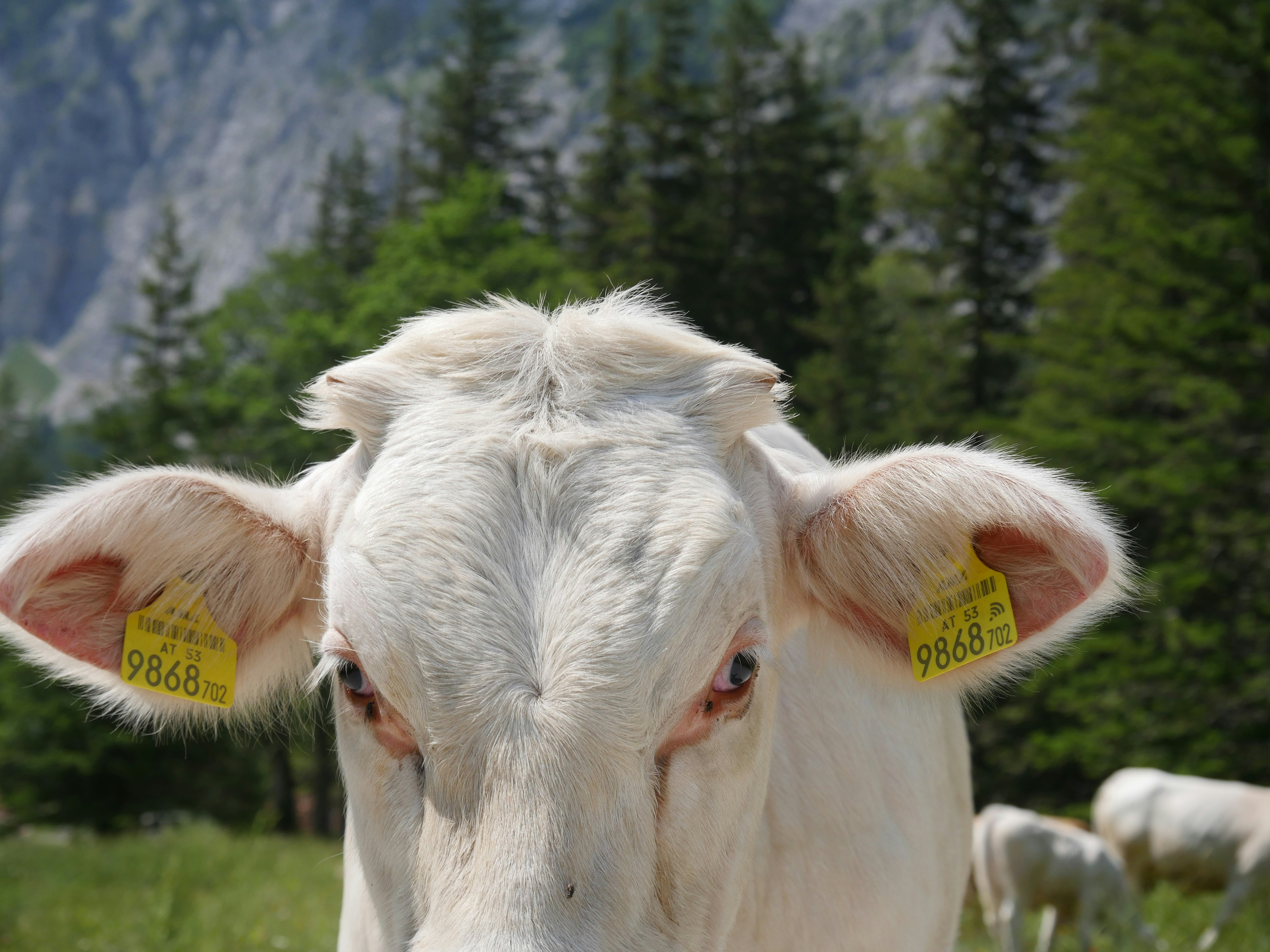 White Cow Portrait in Alpine Meadow