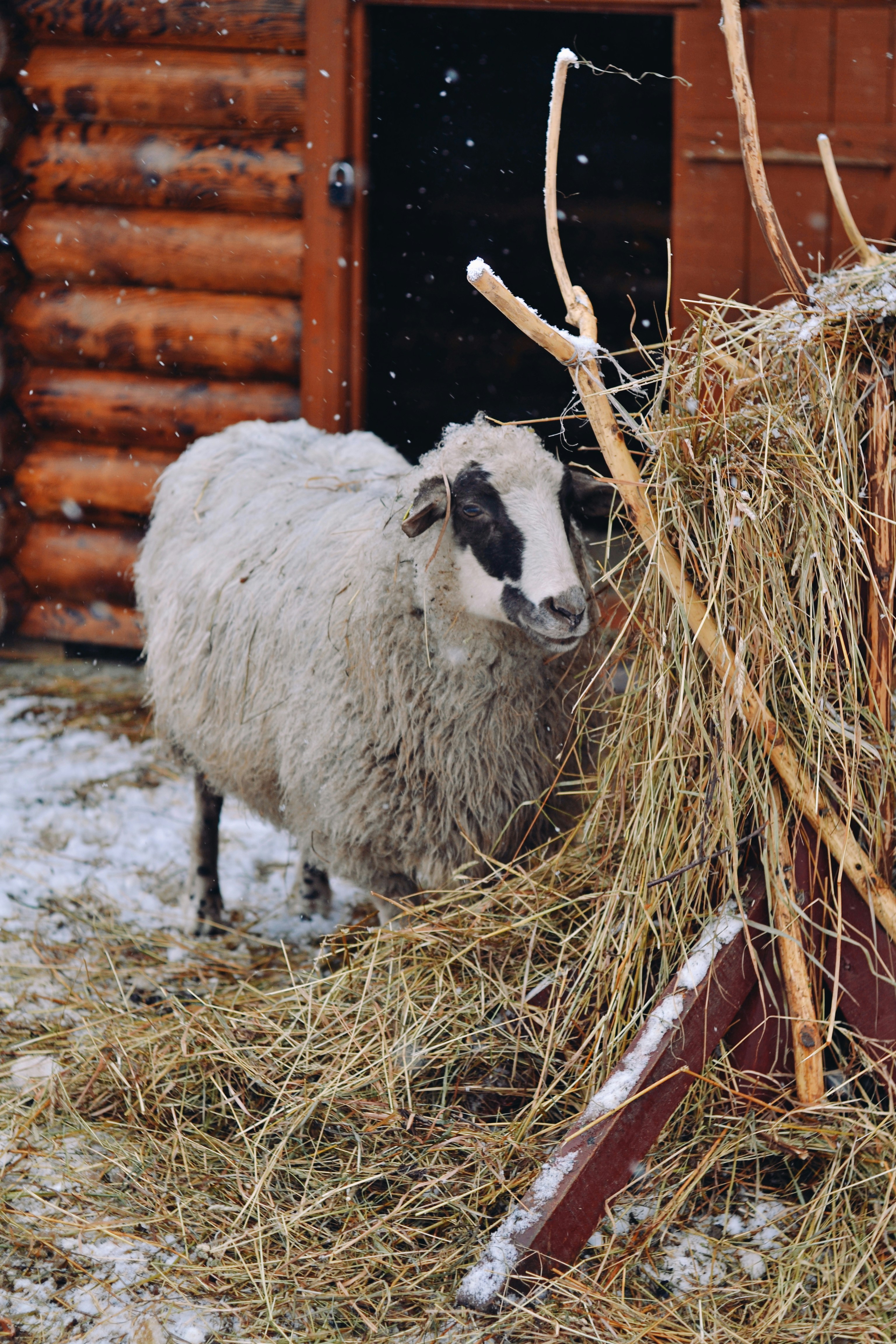 Curious Sheep by the Barn Door in Snow