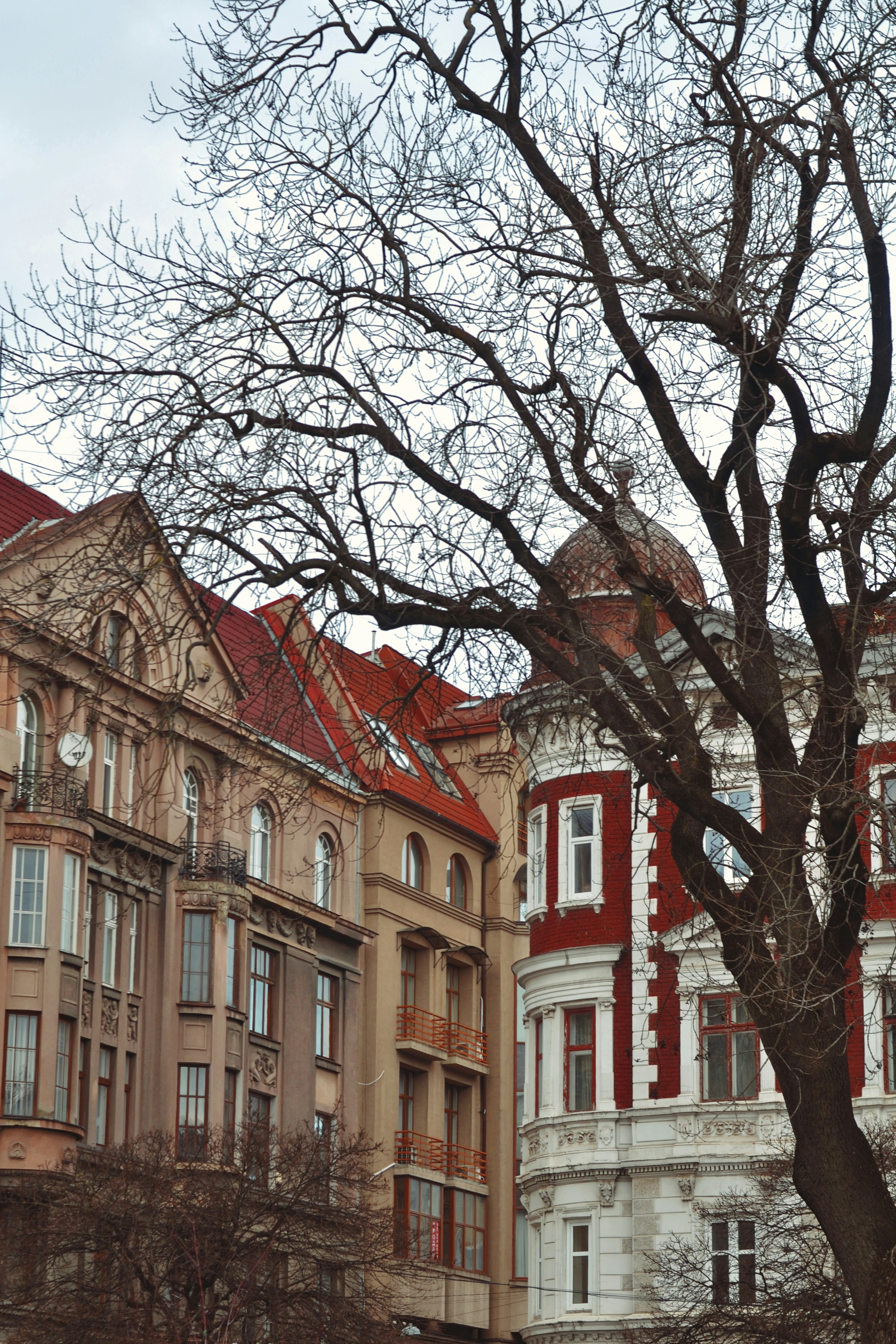 Tree-tangled Facades: Urban Architecture Under Bare Branches