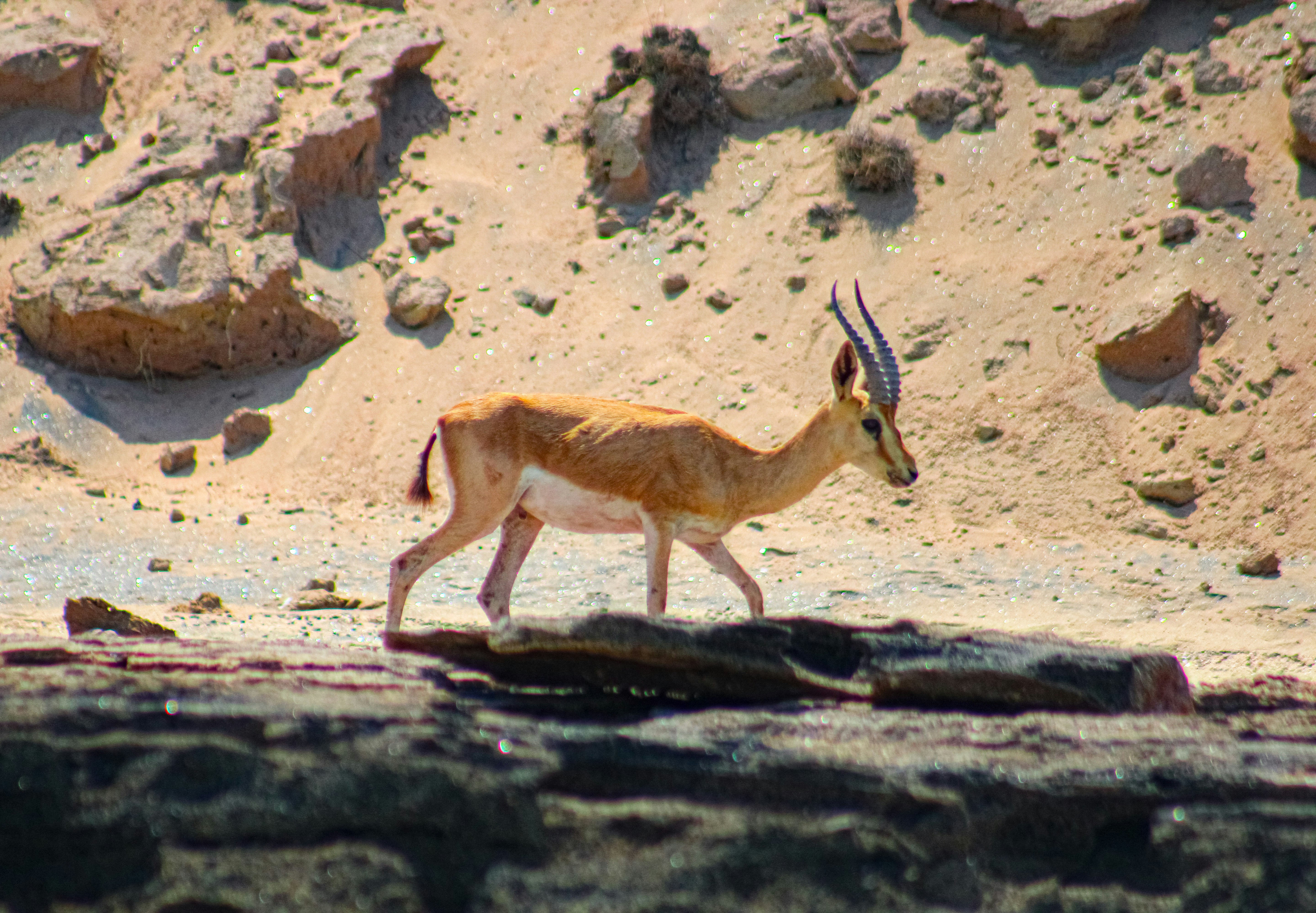 Desert Antelope on the Sand: Horned Watch in Distant Light