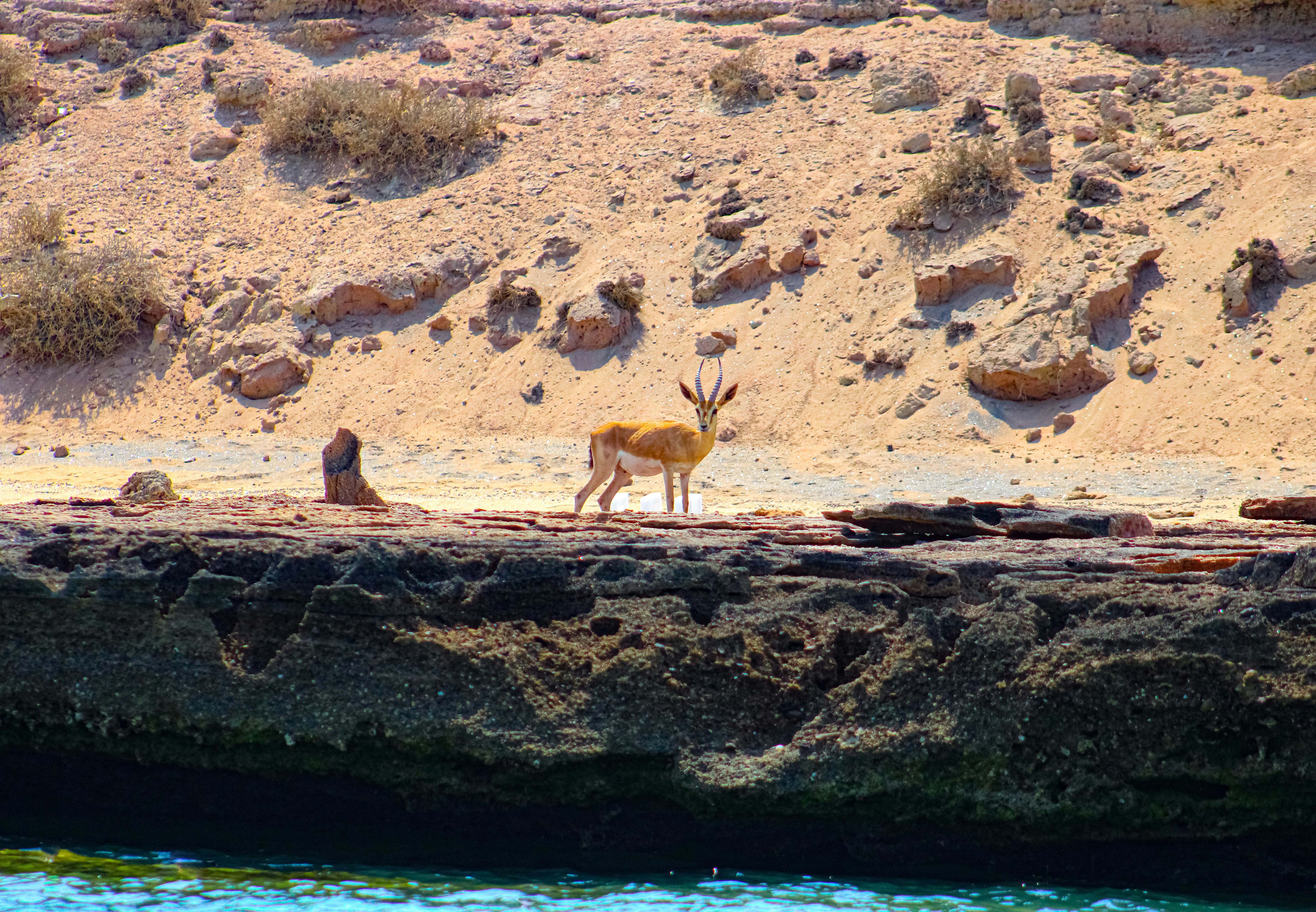 A Deserted Shore Stag: Deer on the Cliff Edge