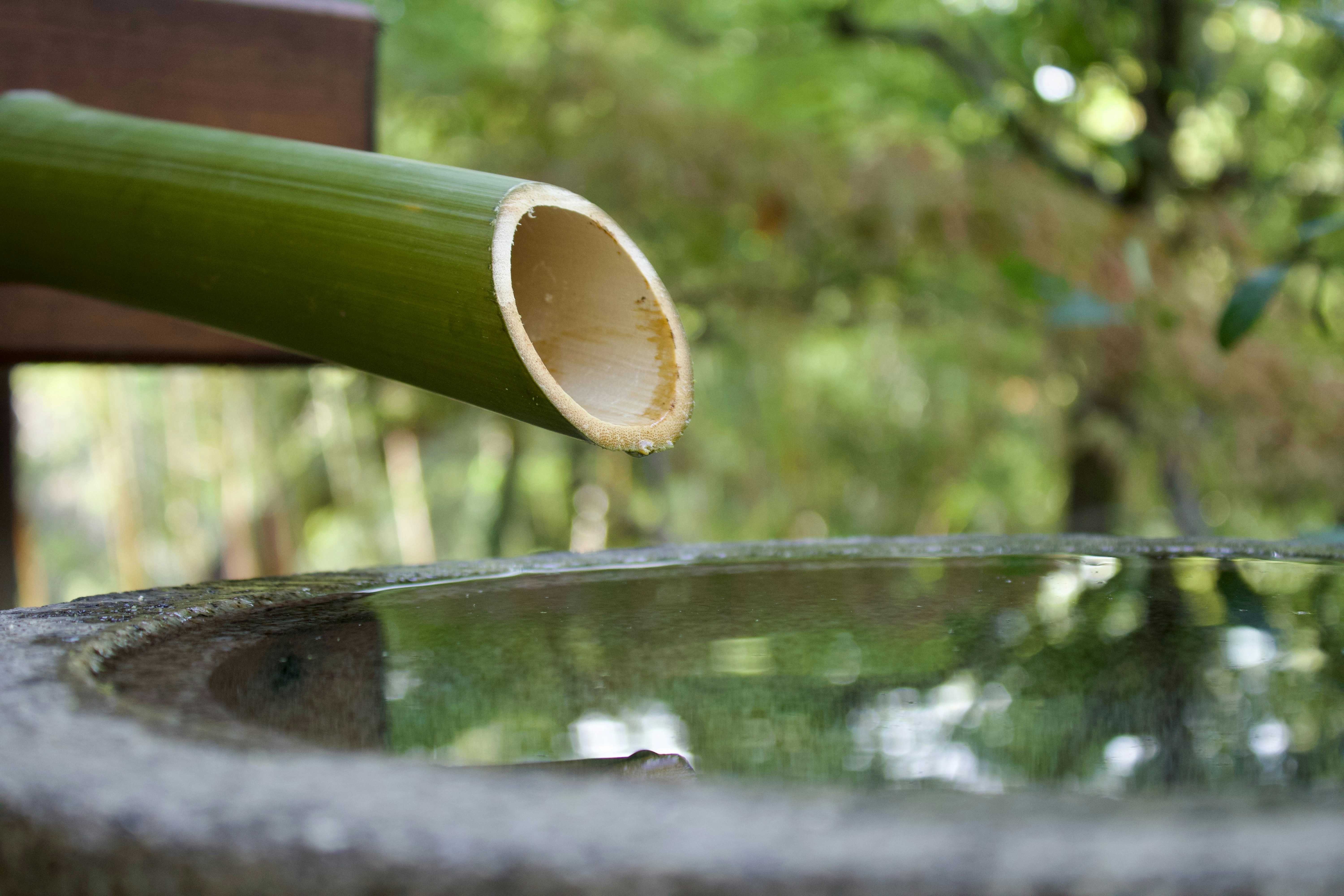 A cut bamboo tube protrudes over a reflective water surface, with out-of-focus greenery in the background, capturing a calm, nature-inspired still life.