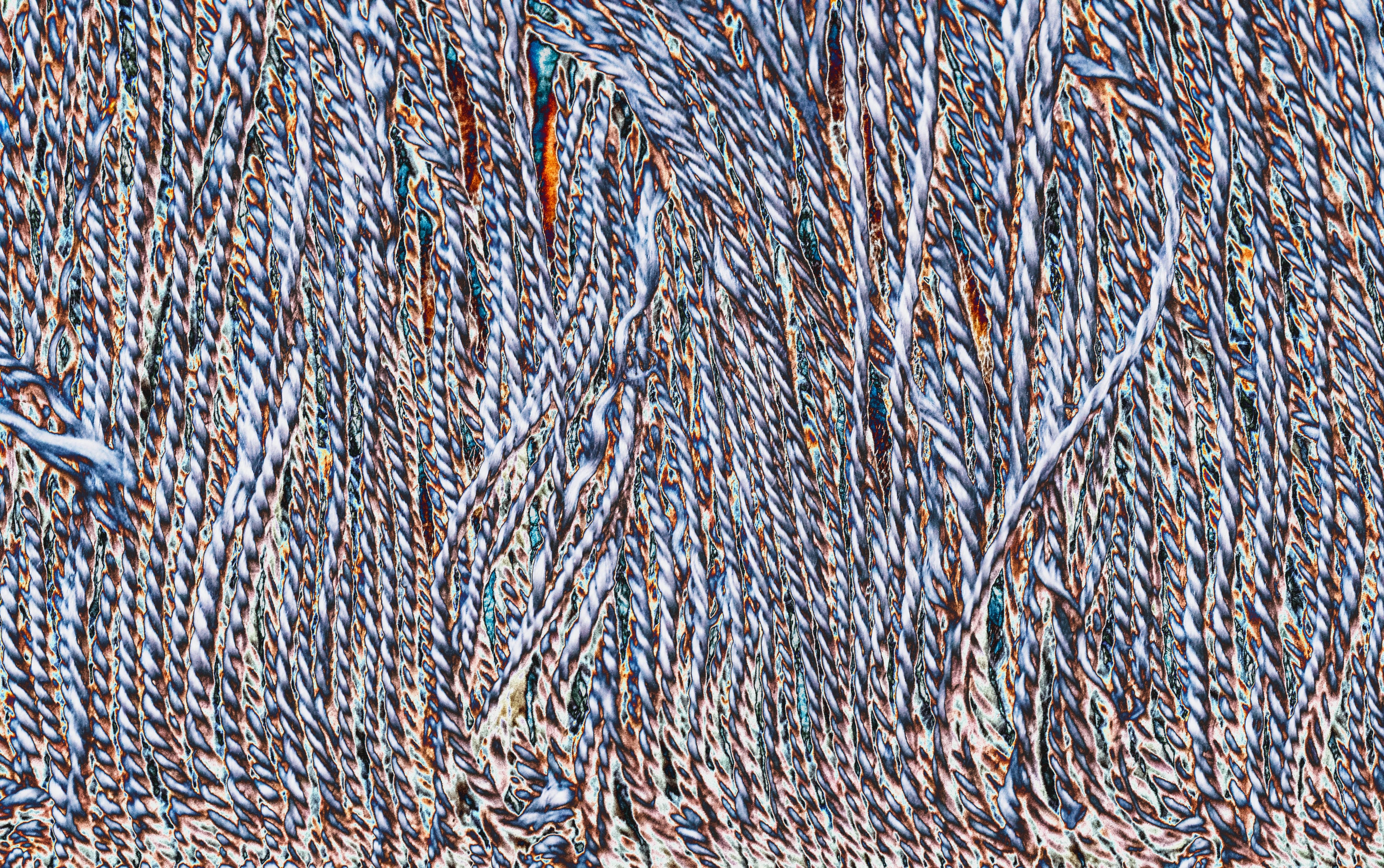 Tangled Frost: A Close-Up of Iris-Textured Reeds in Winter Light