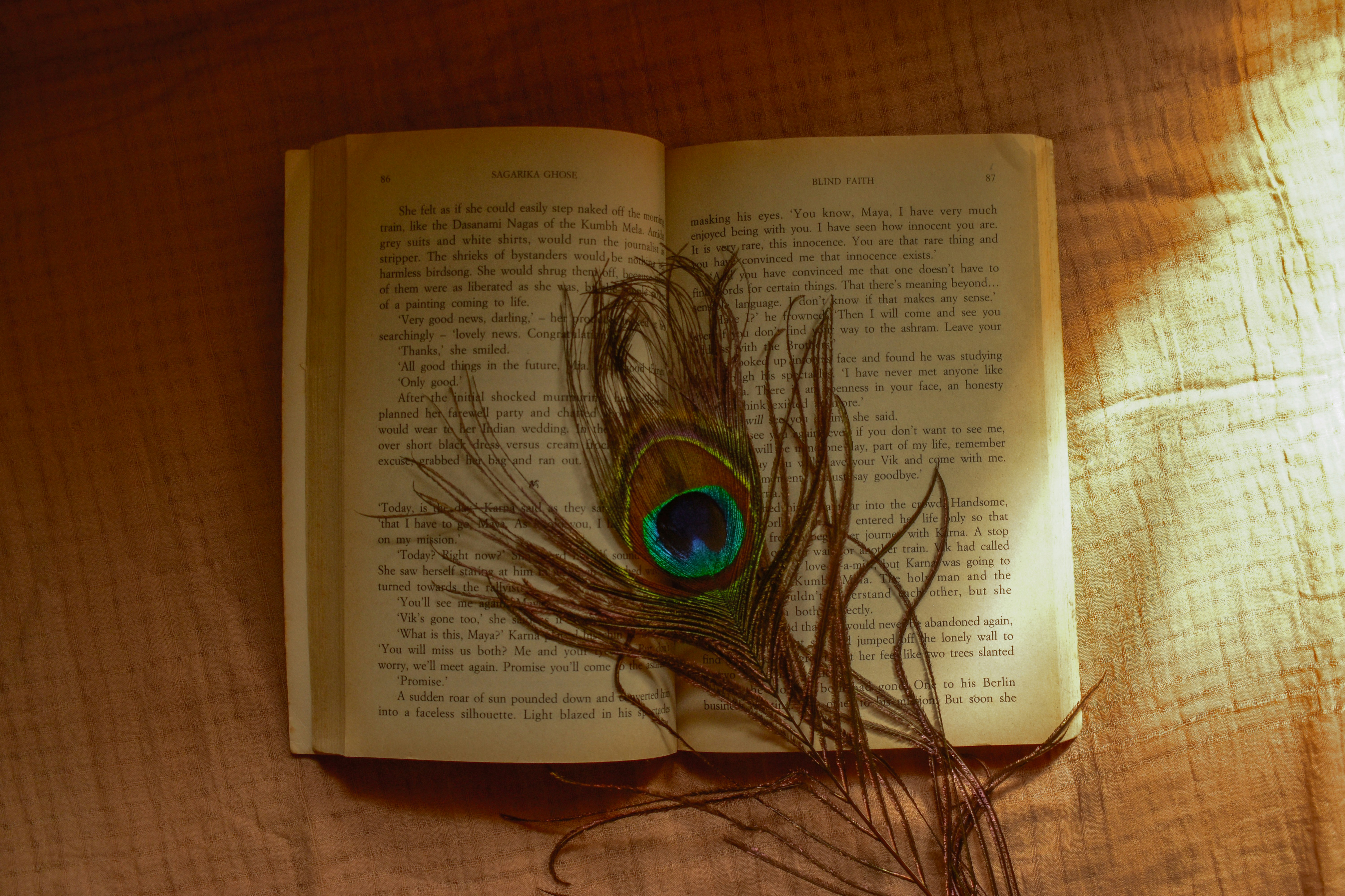 Feathered Focus: A Peacock Plumes Across an Open Page