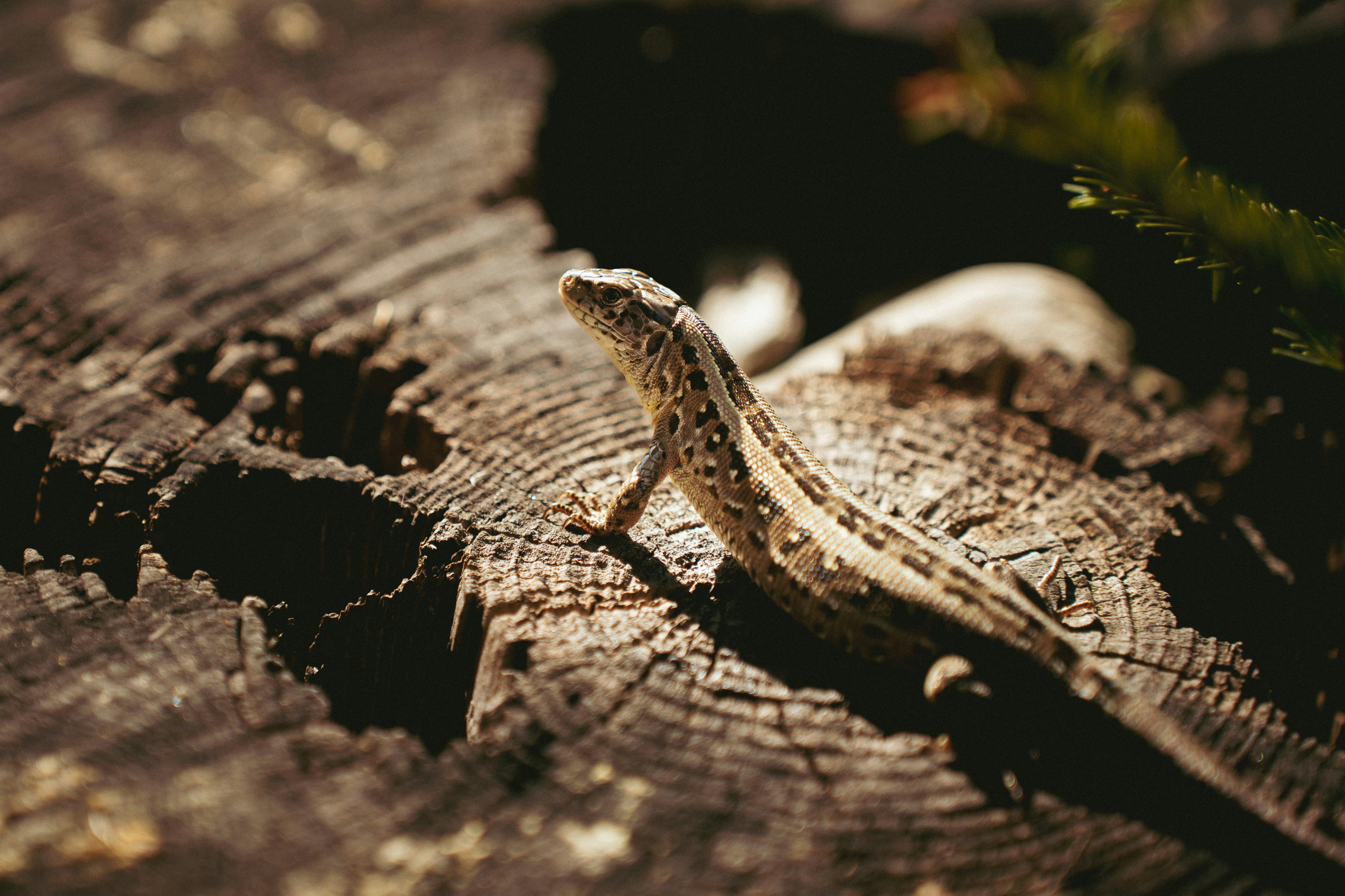 Desert Lizard Standstill on Weathered Wood