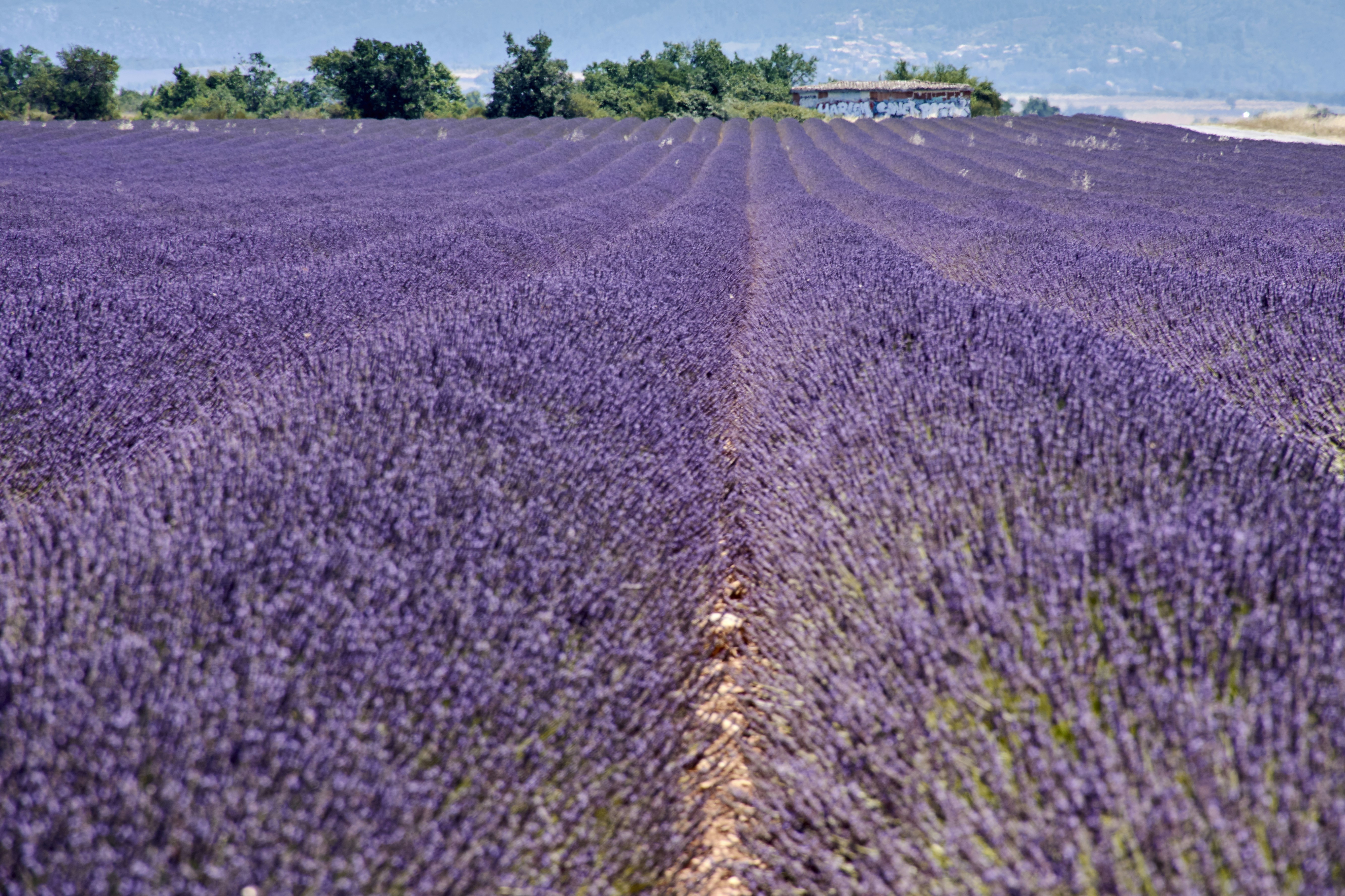Midfield Purple: Lines of Lavender Reaching Toward the Distant Horizon