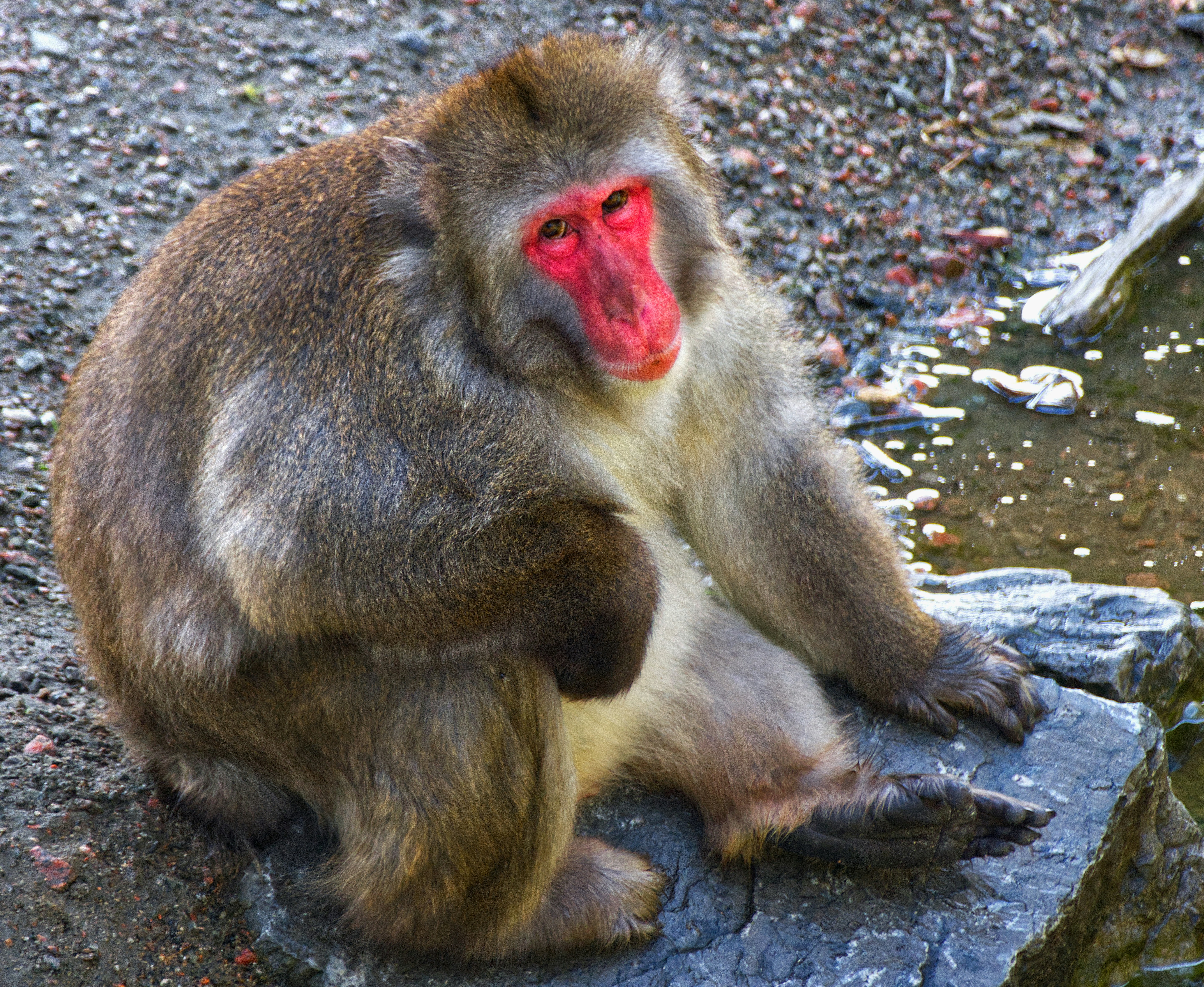 Red-faced monkey at rest on a rocky ledge