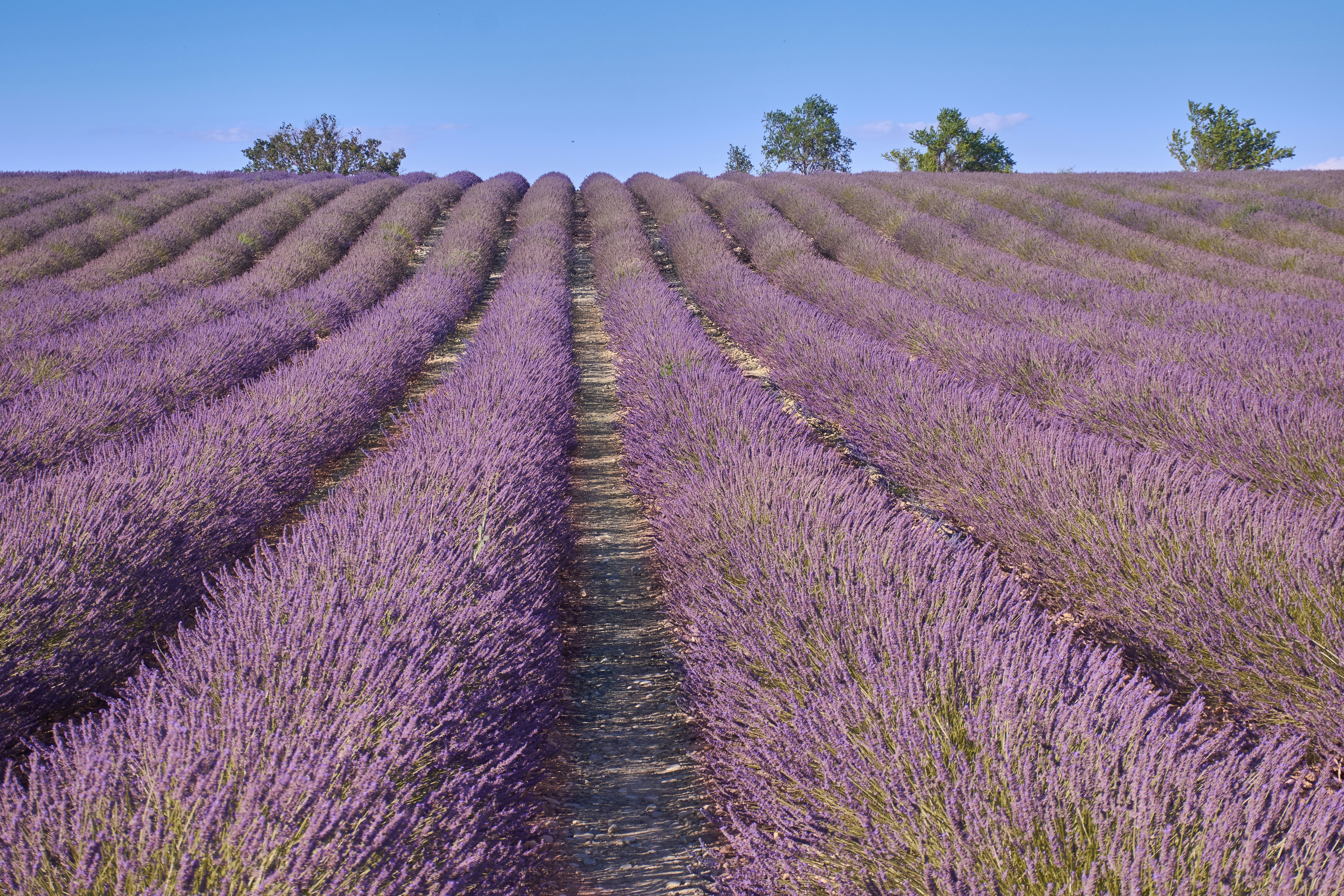 Lavender Aisles Under a Clear Blue Horizon