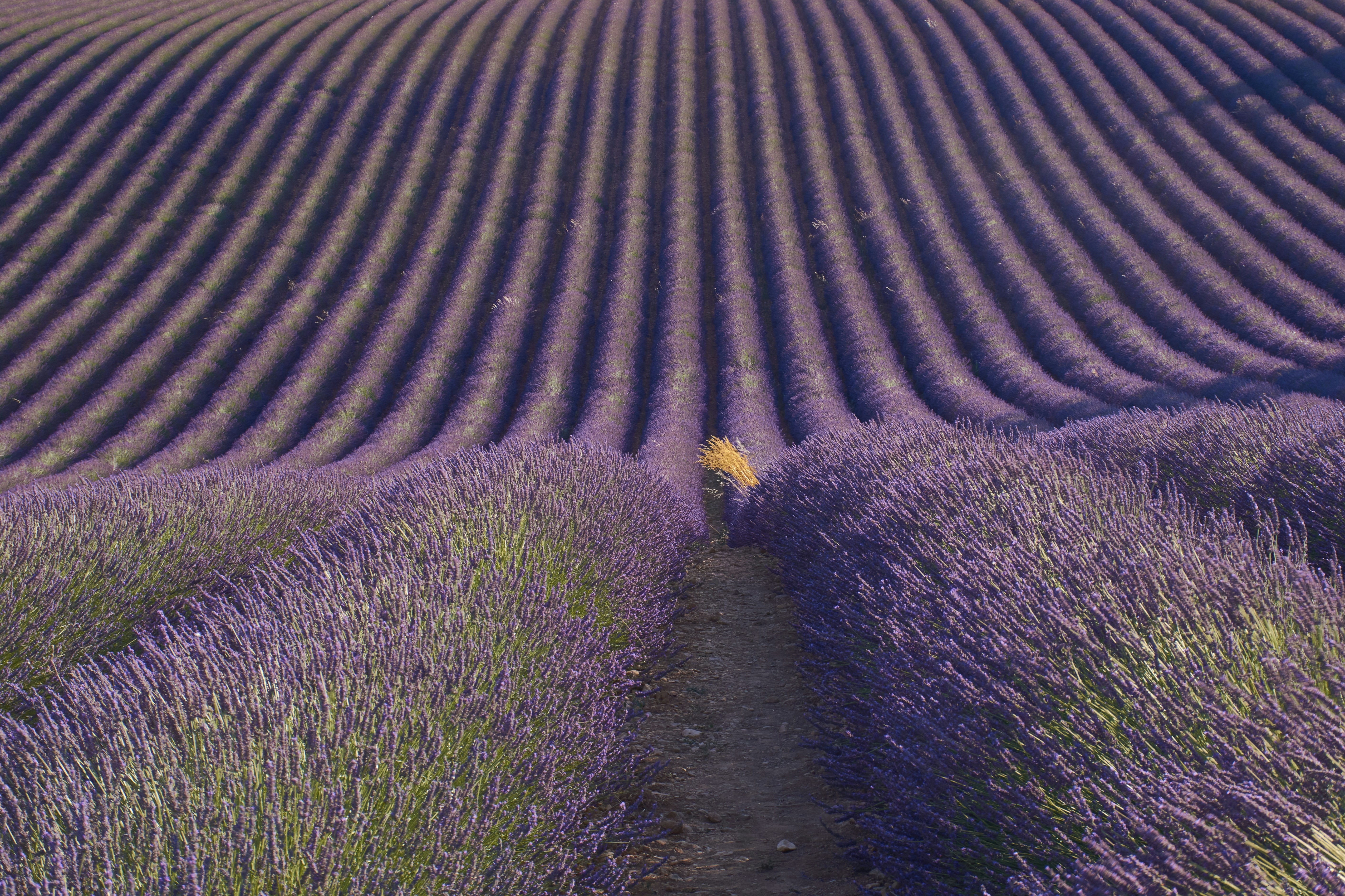 Lavender Aisles under Parallel Waves