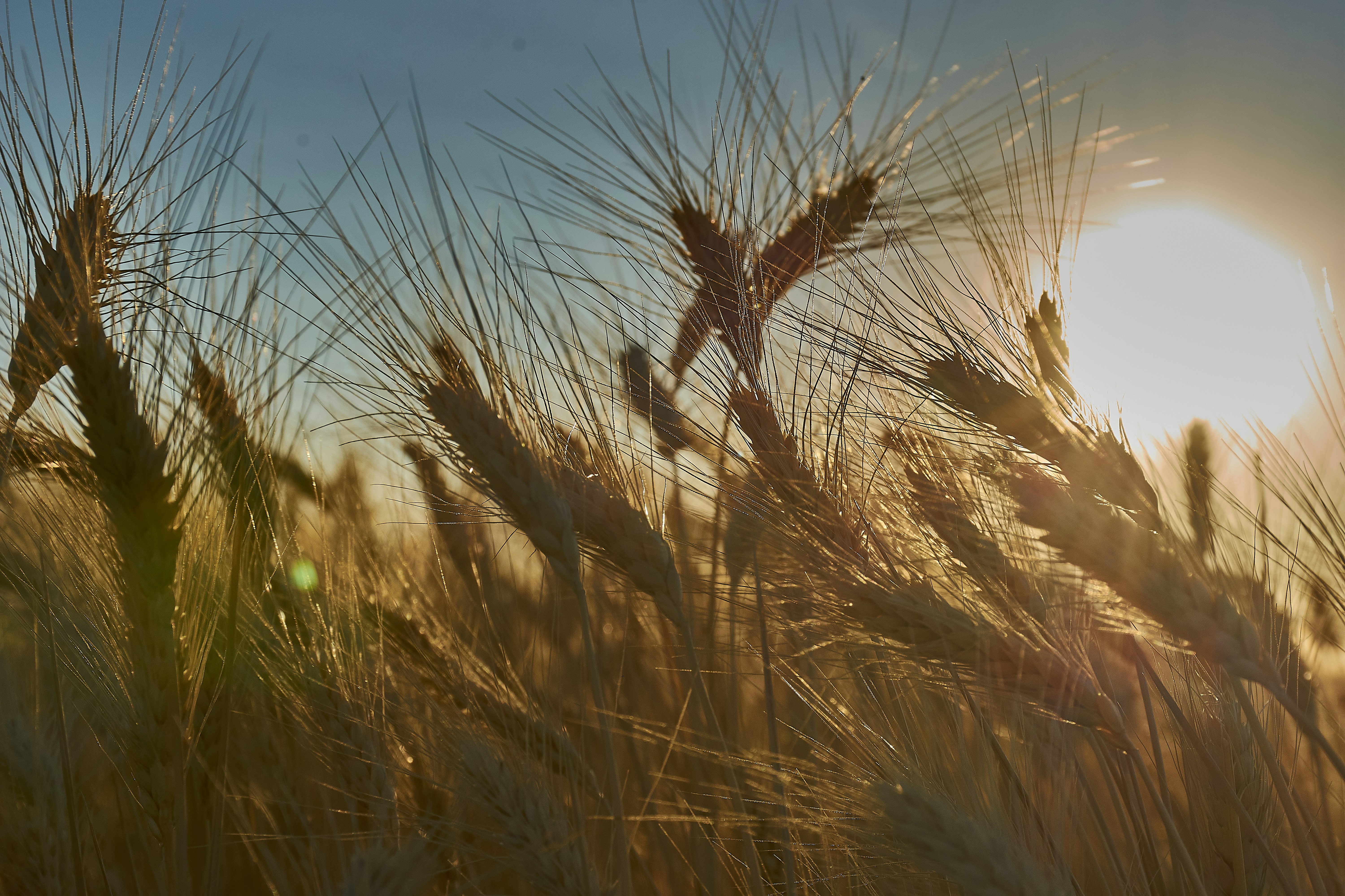 Golden Backlit Wheat: Sunlit Heads Silhouetted in a Crisp Field