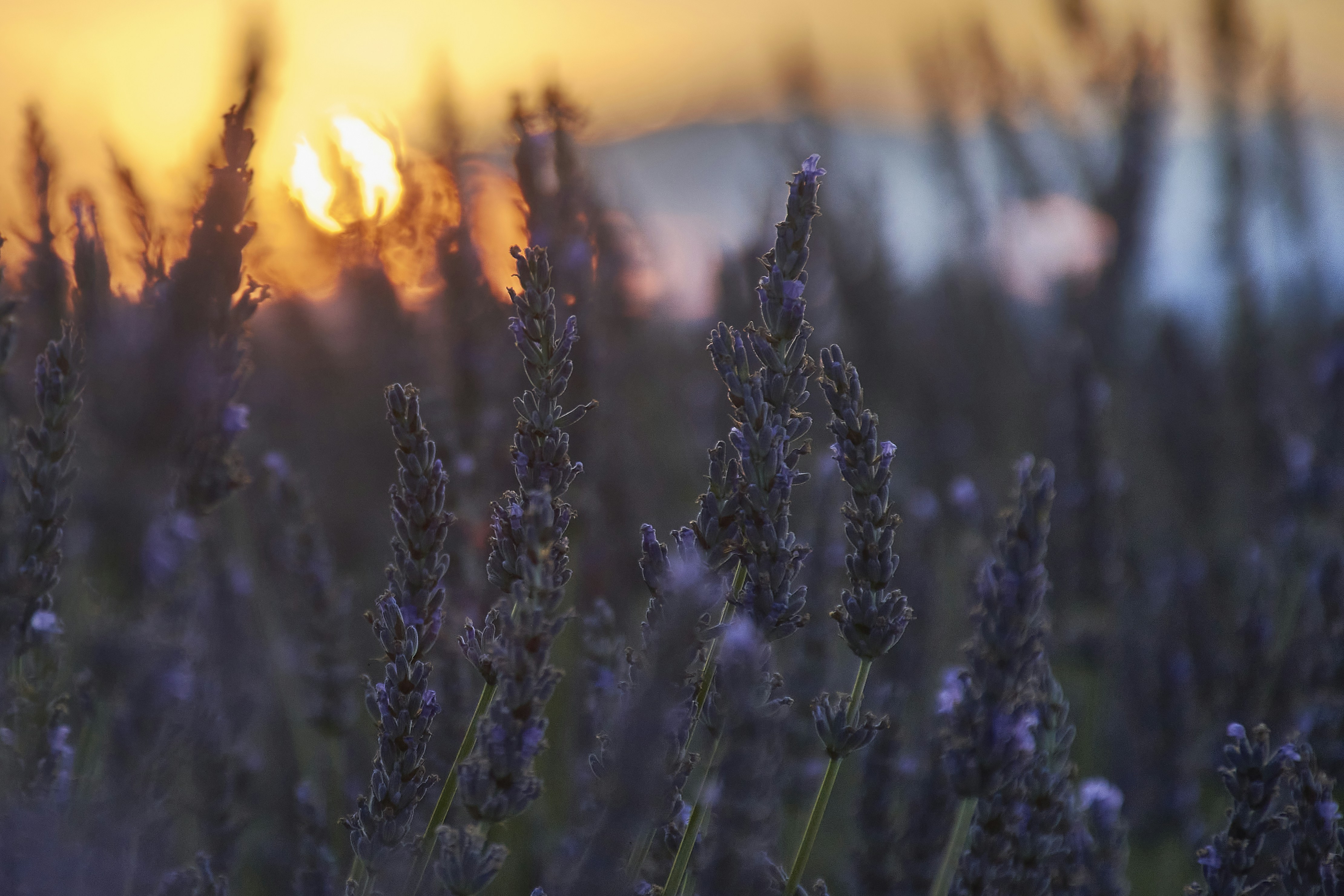 Lavender Field photo shot on Nikon D7200