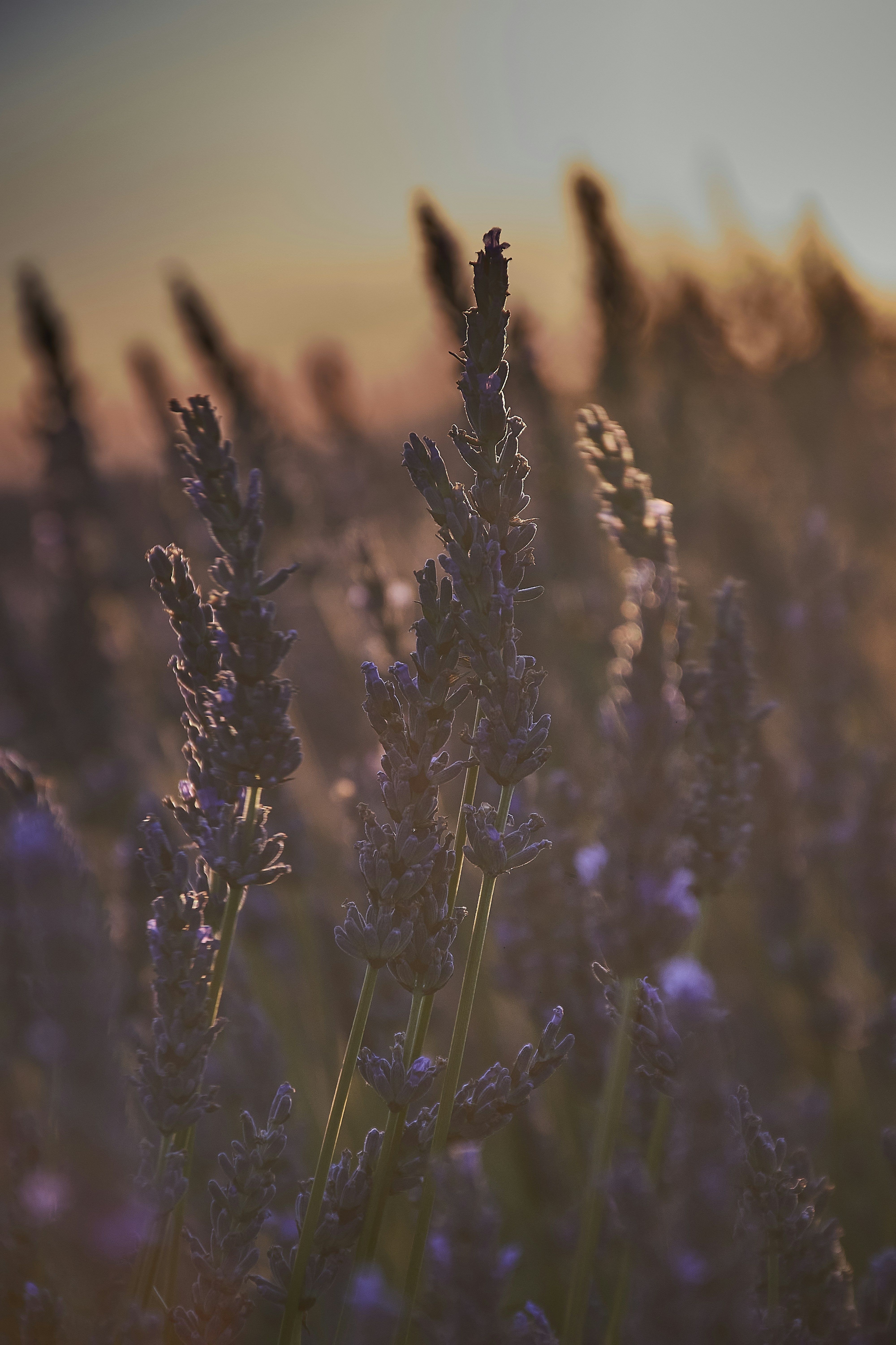 Purple hour: lavender silhouettes at dusk